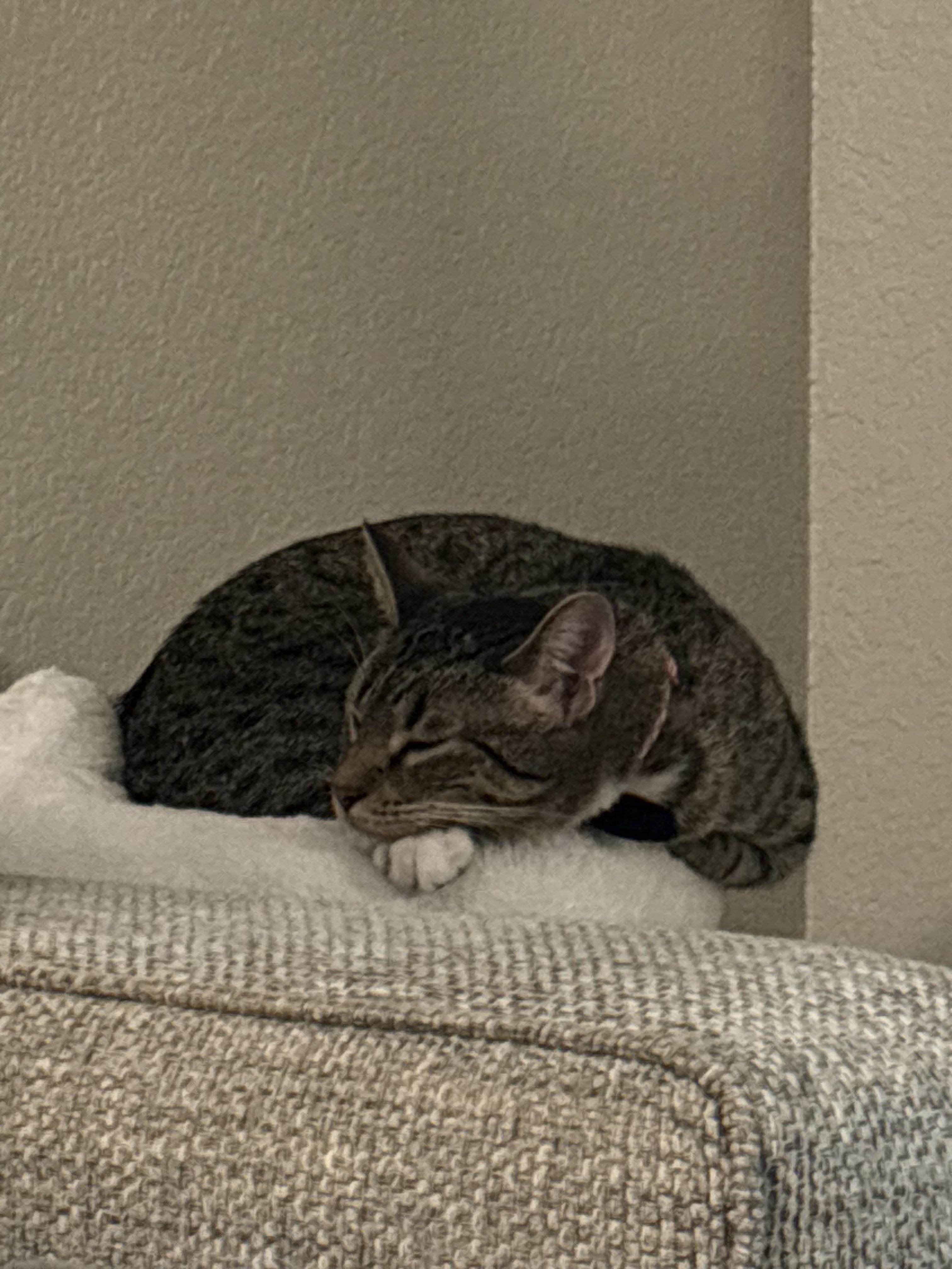 Can someone tell me what tabby pattern she is? i can’t tell if she’s a mackerel or spotted tabby ...