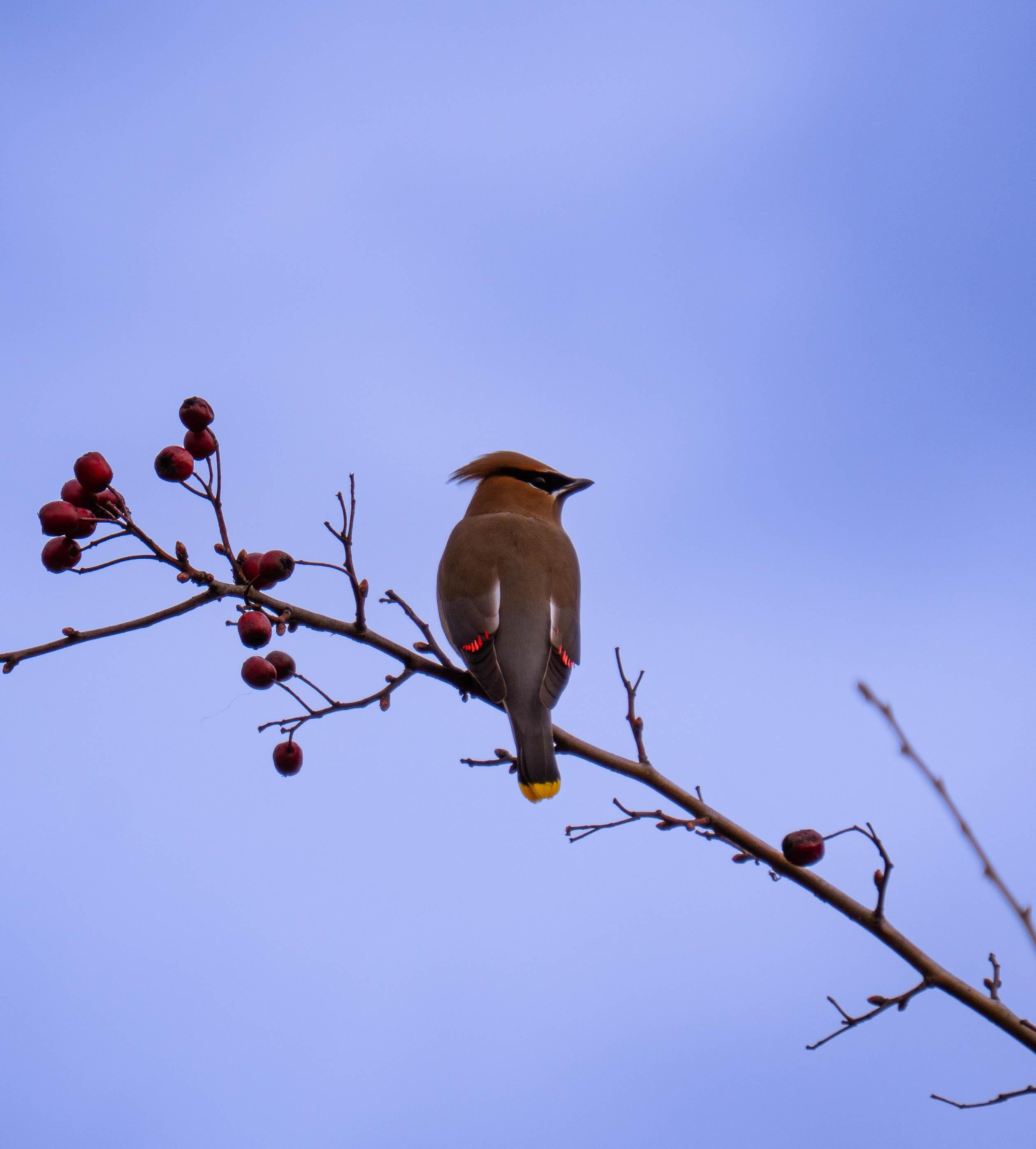 FINALLY saw my favorite cedar waxwing:) | Scrolller