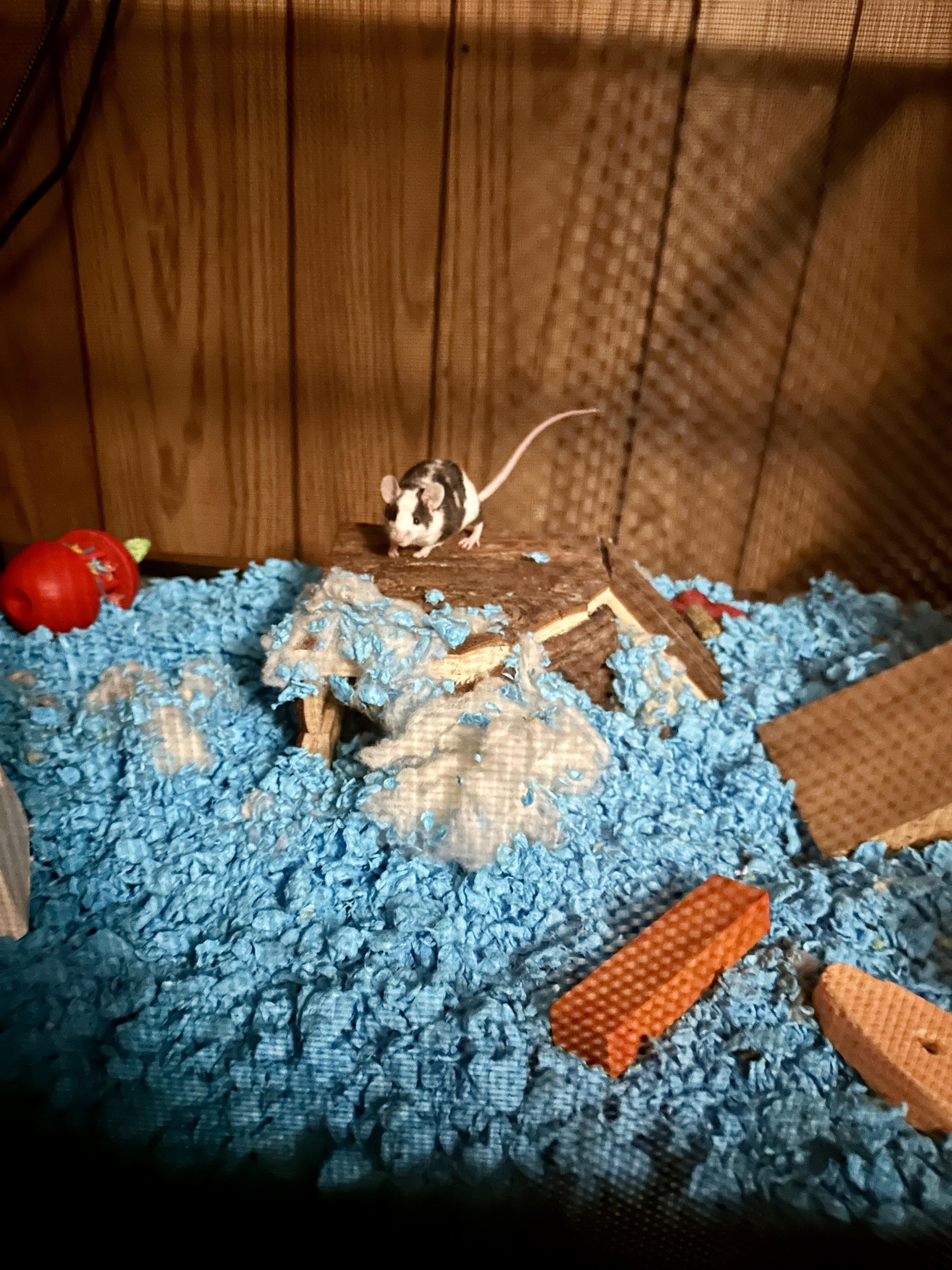 Meet Carol, Lucy, and Ethel! (With extra action shots of Carol, Queen Bee and Escape Artist ...