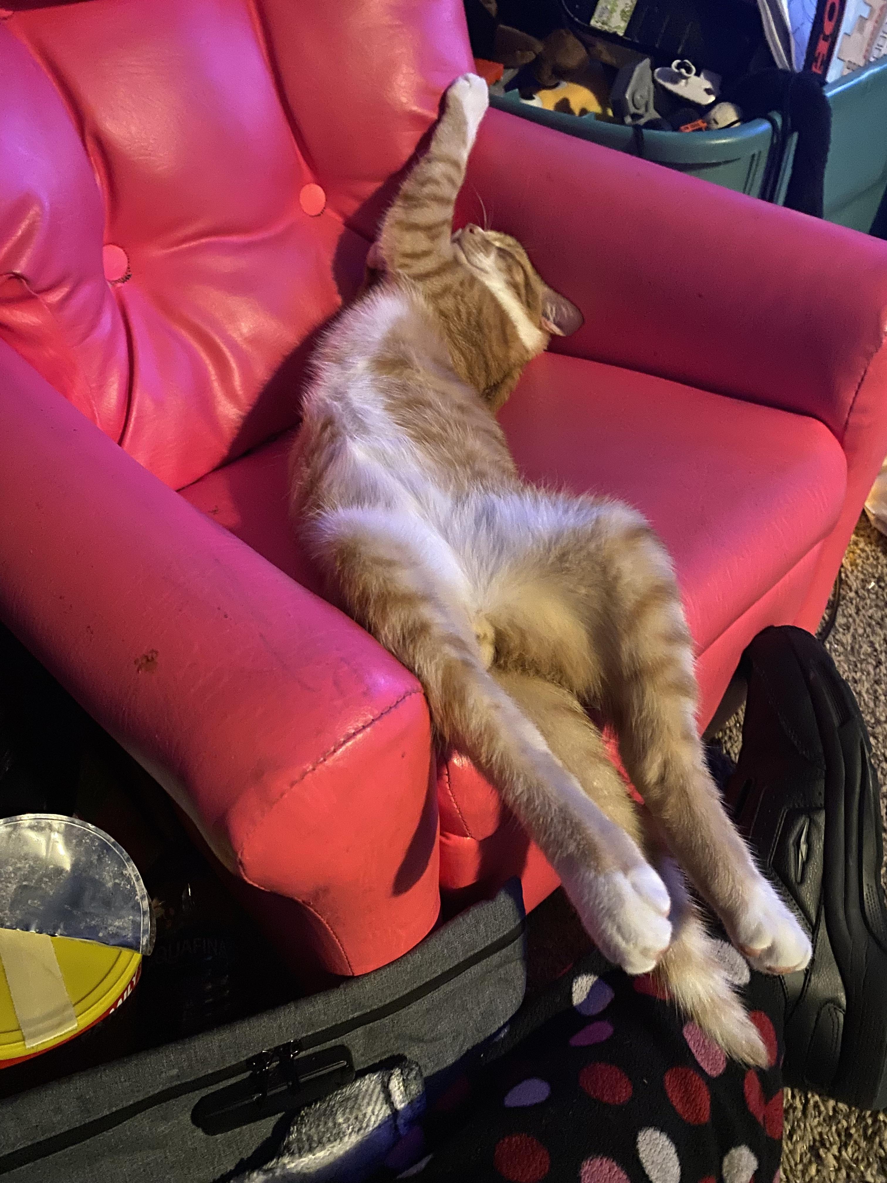 Comfy is comfy | Scrolller