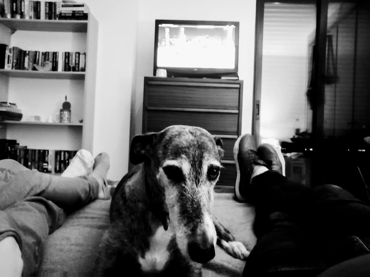 Happy World Greyhound Day! | Scrolller