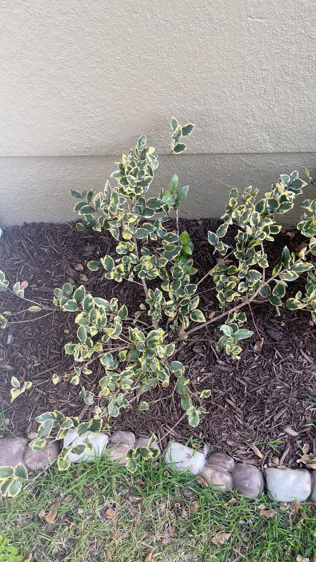 Identify this plant | Scrolller