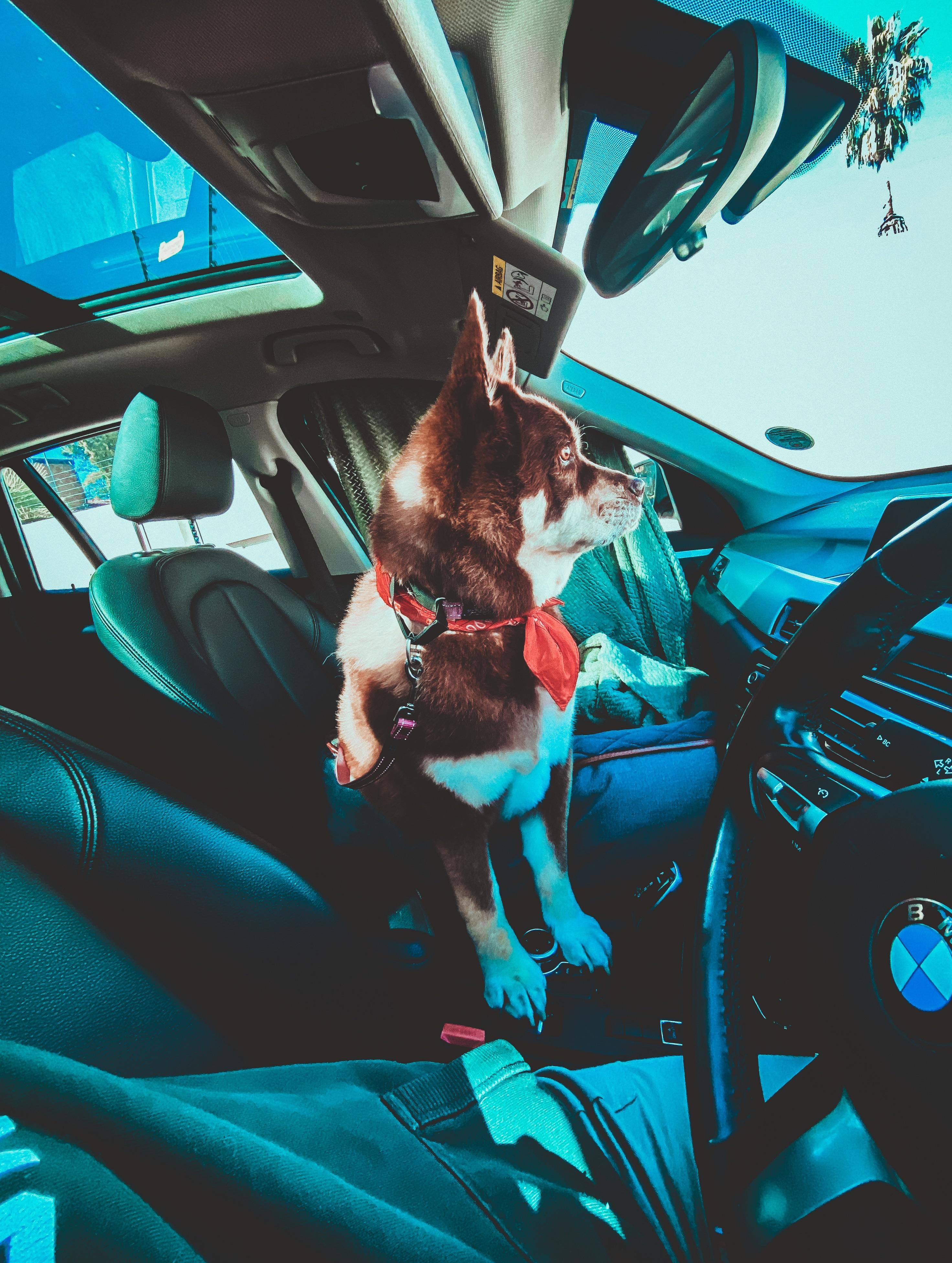 I would love to see if someone can identify my floof | Scrolller