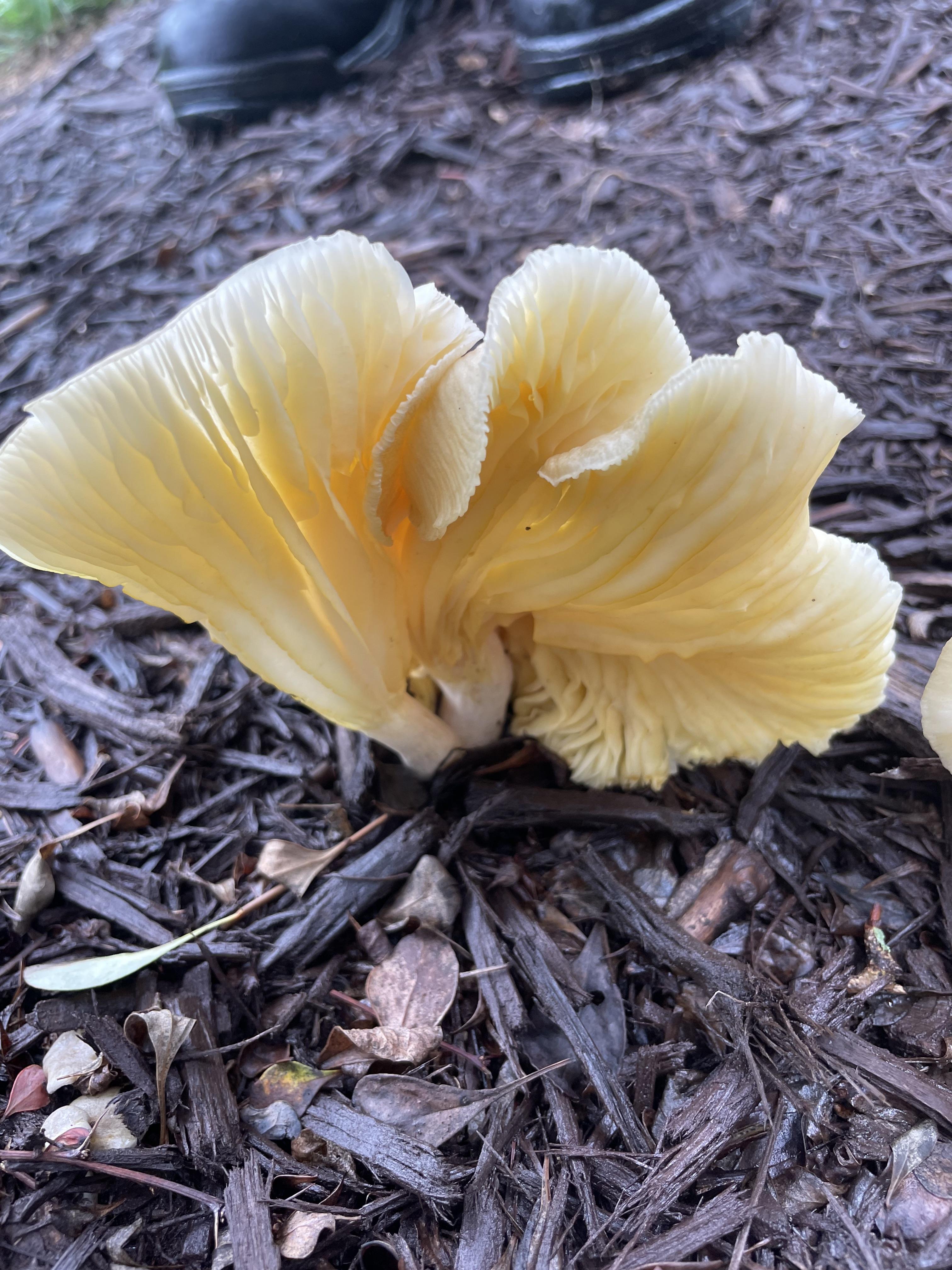 Are these oysters??? | Scrolller