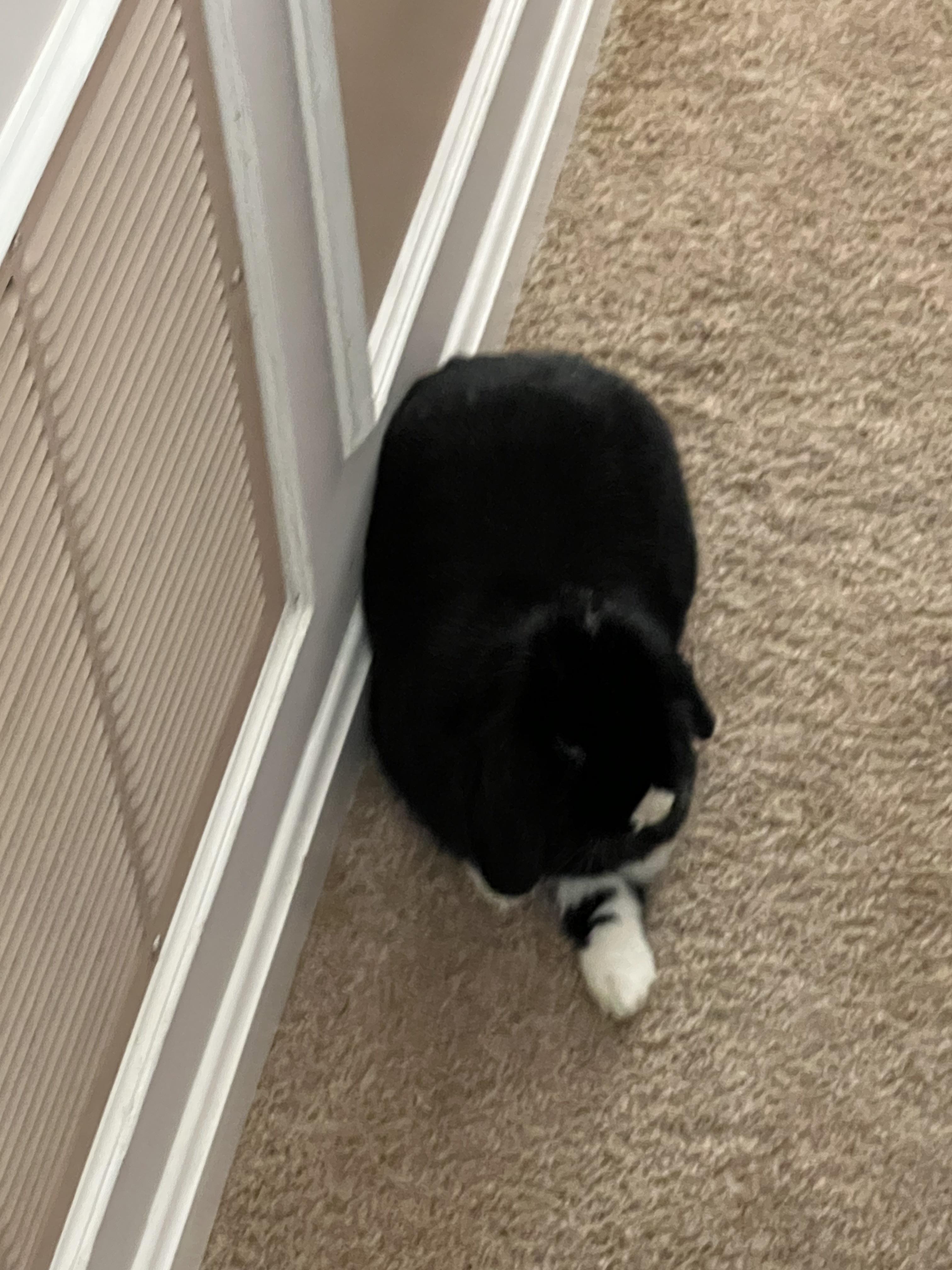 Snoopy Has A Rabbit Tattoo On Her Left Forearm | Scrolller