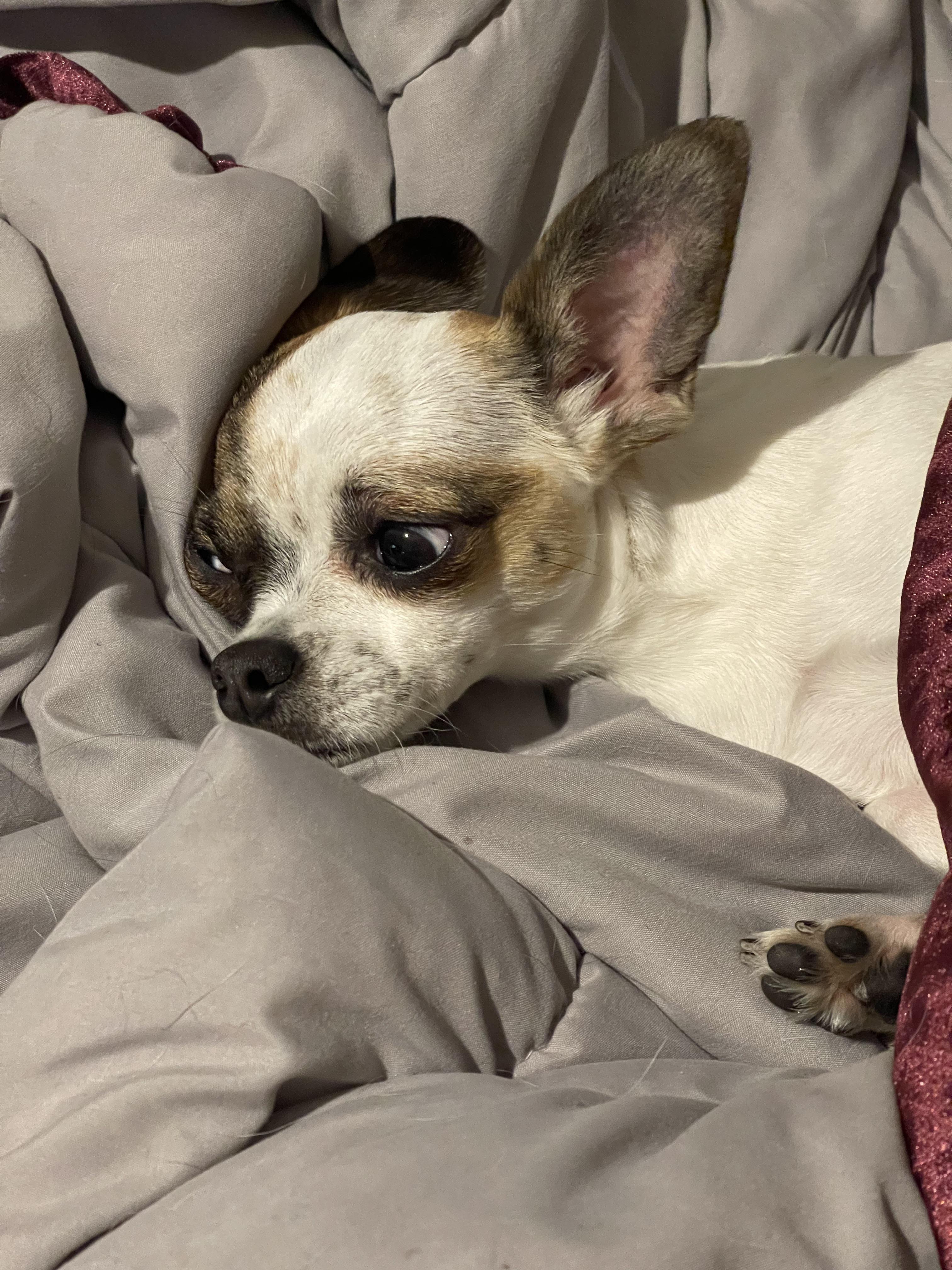 Happy birthday to my first ever pupper, the most loving little bundle of fur and joy I’ve ever ...