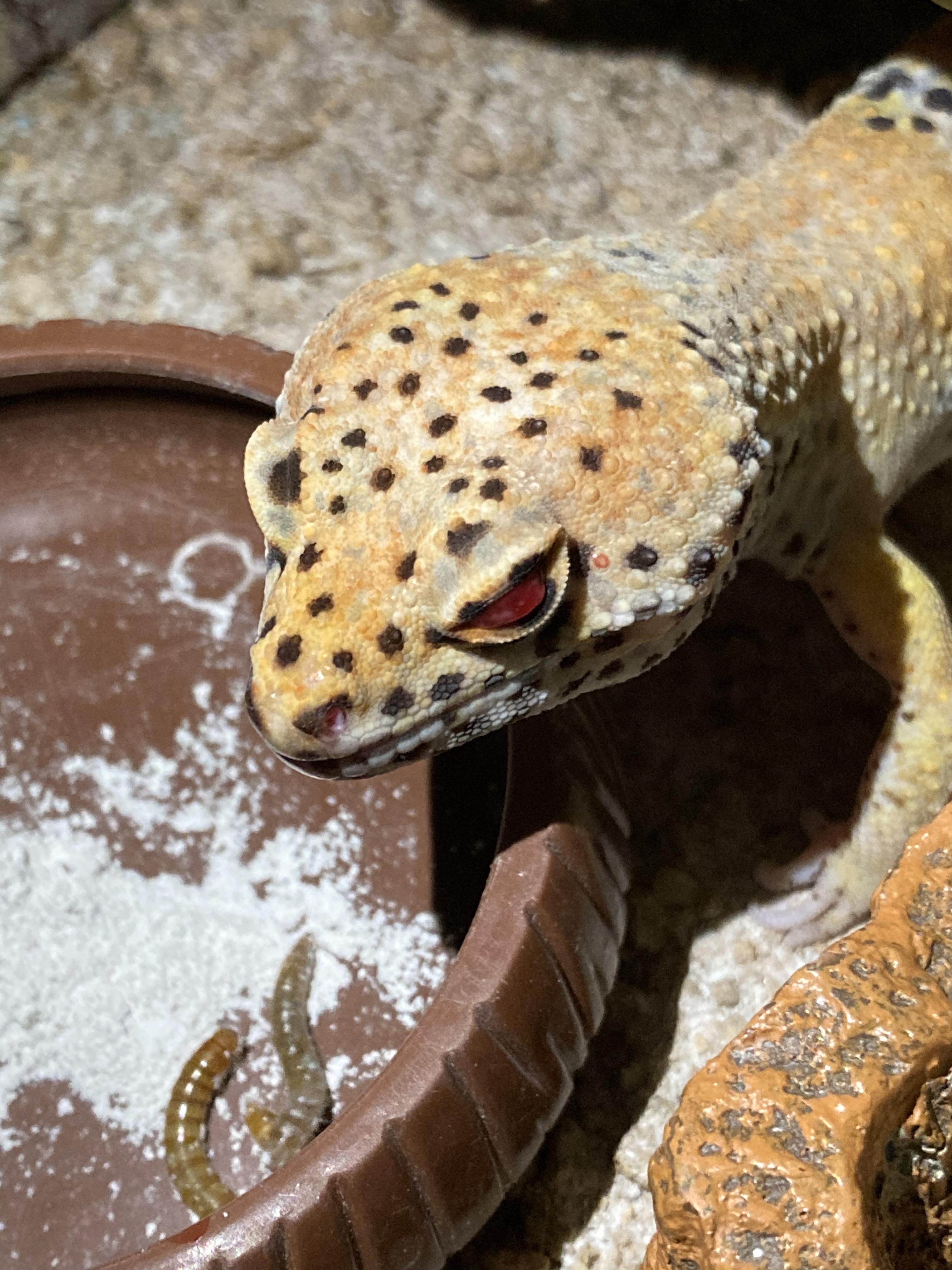 Bleeding/red/swollen eye? | Scrolller