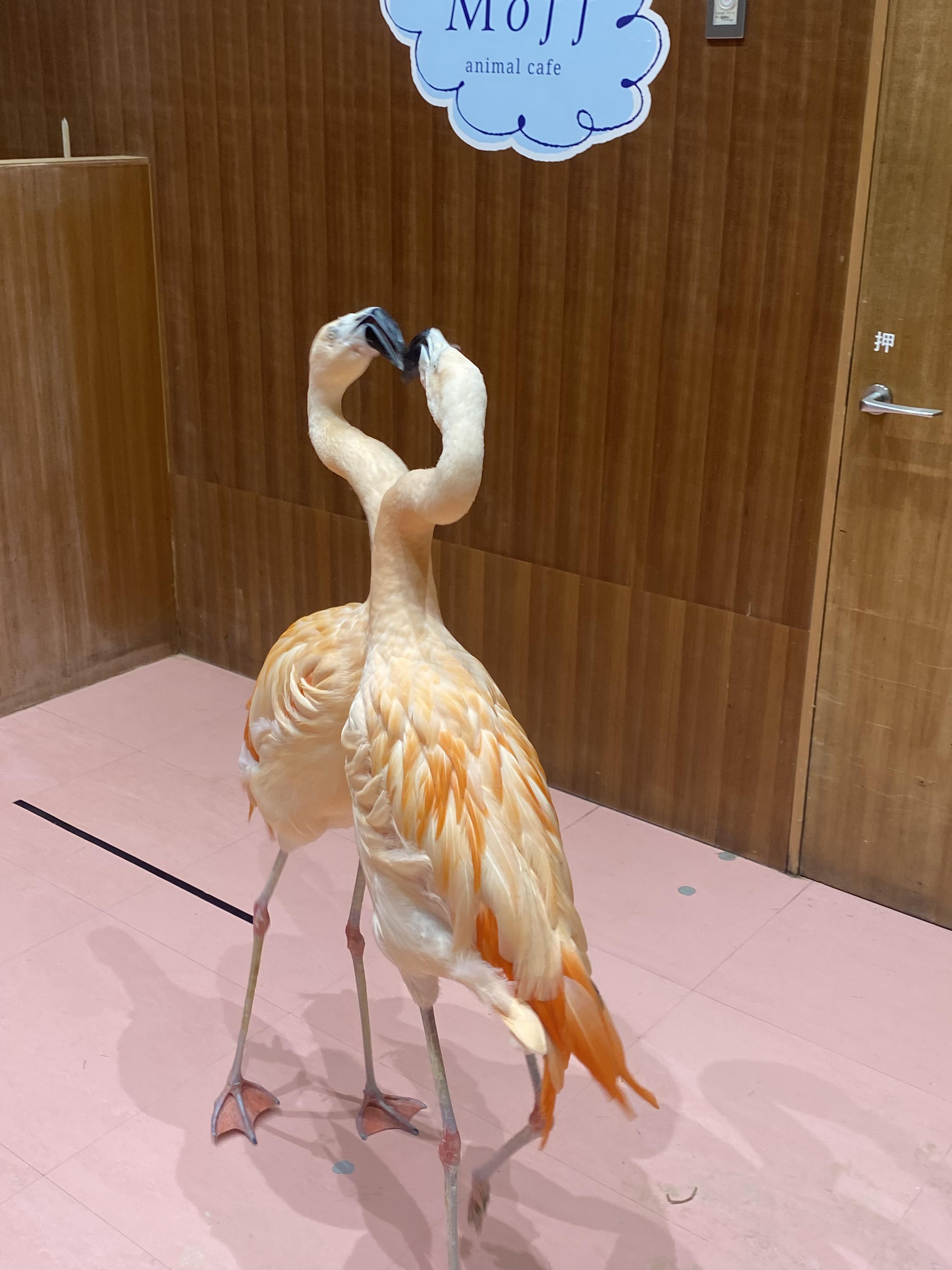 Flamingo dance | Scrolller