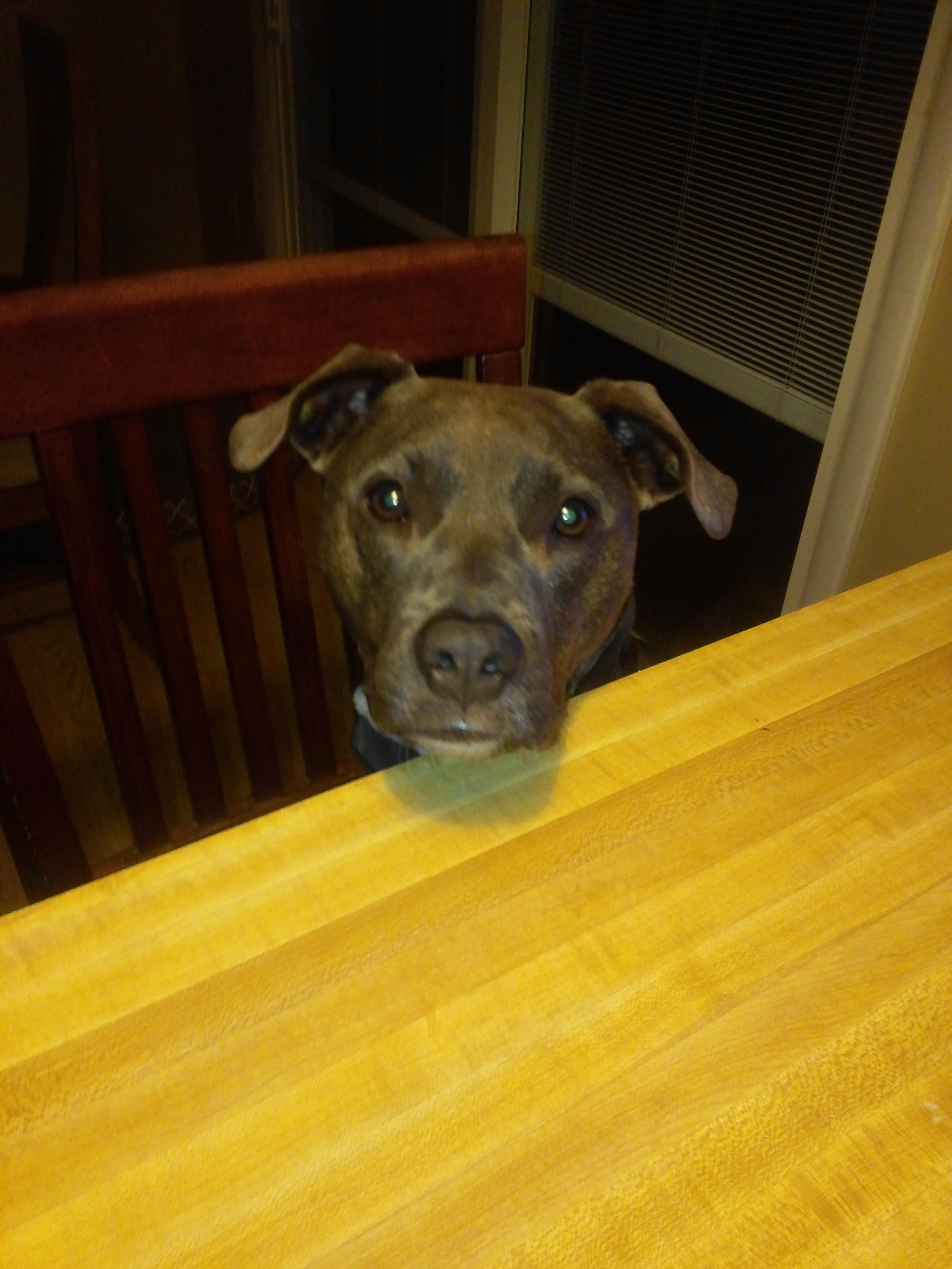 Happy 6th gotcha day Maggie! | Scrolller