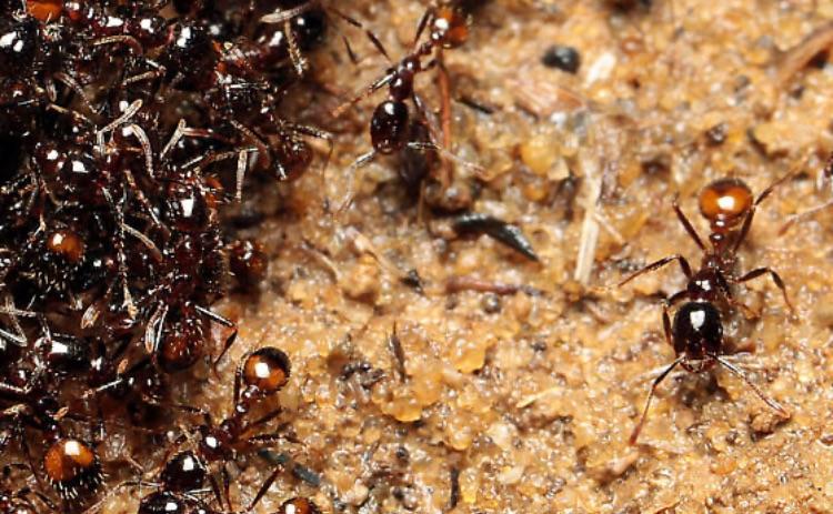 Identifying fire ants | Scrolller