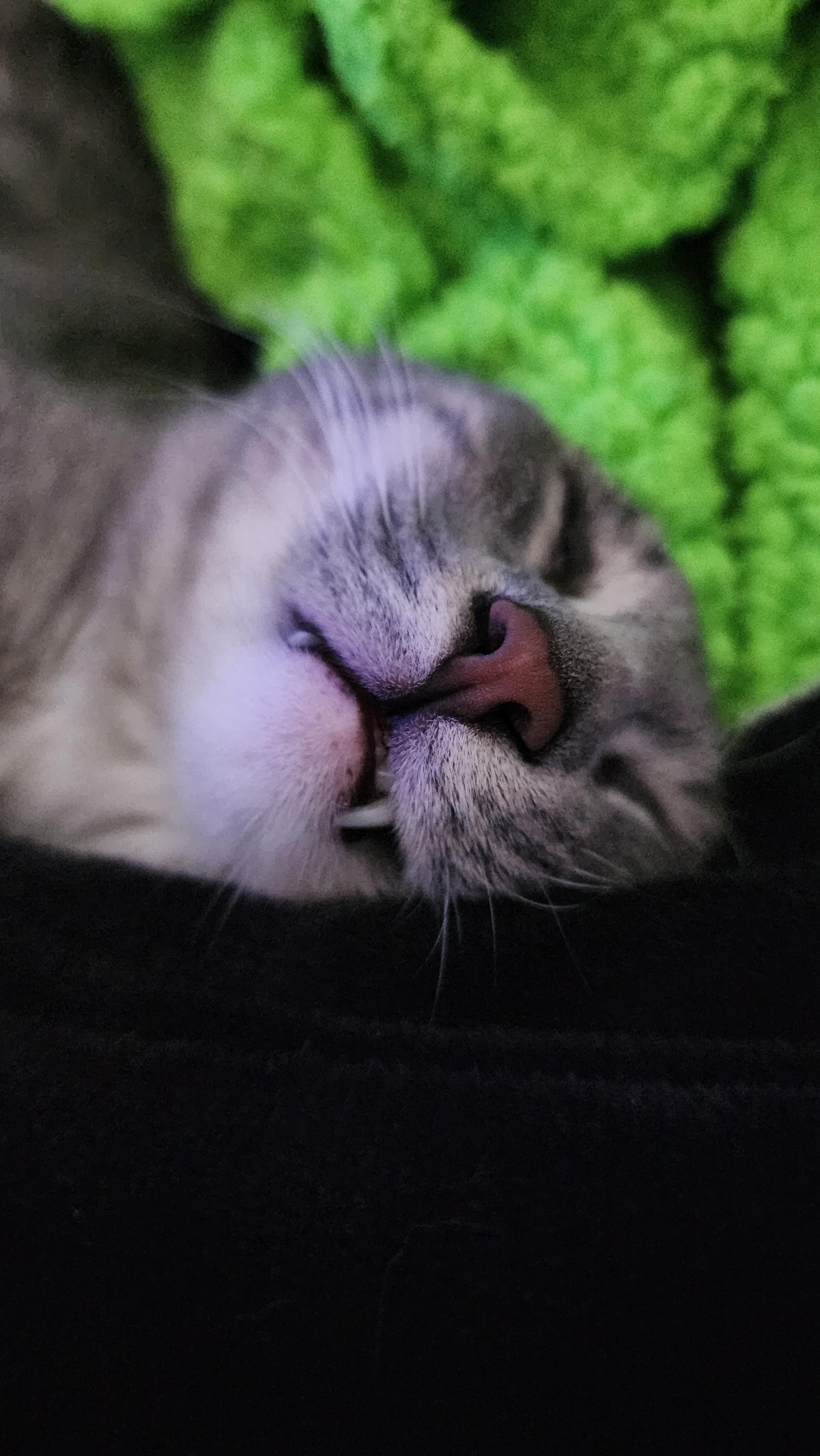 Here's my Luna Noodles | Scrolller