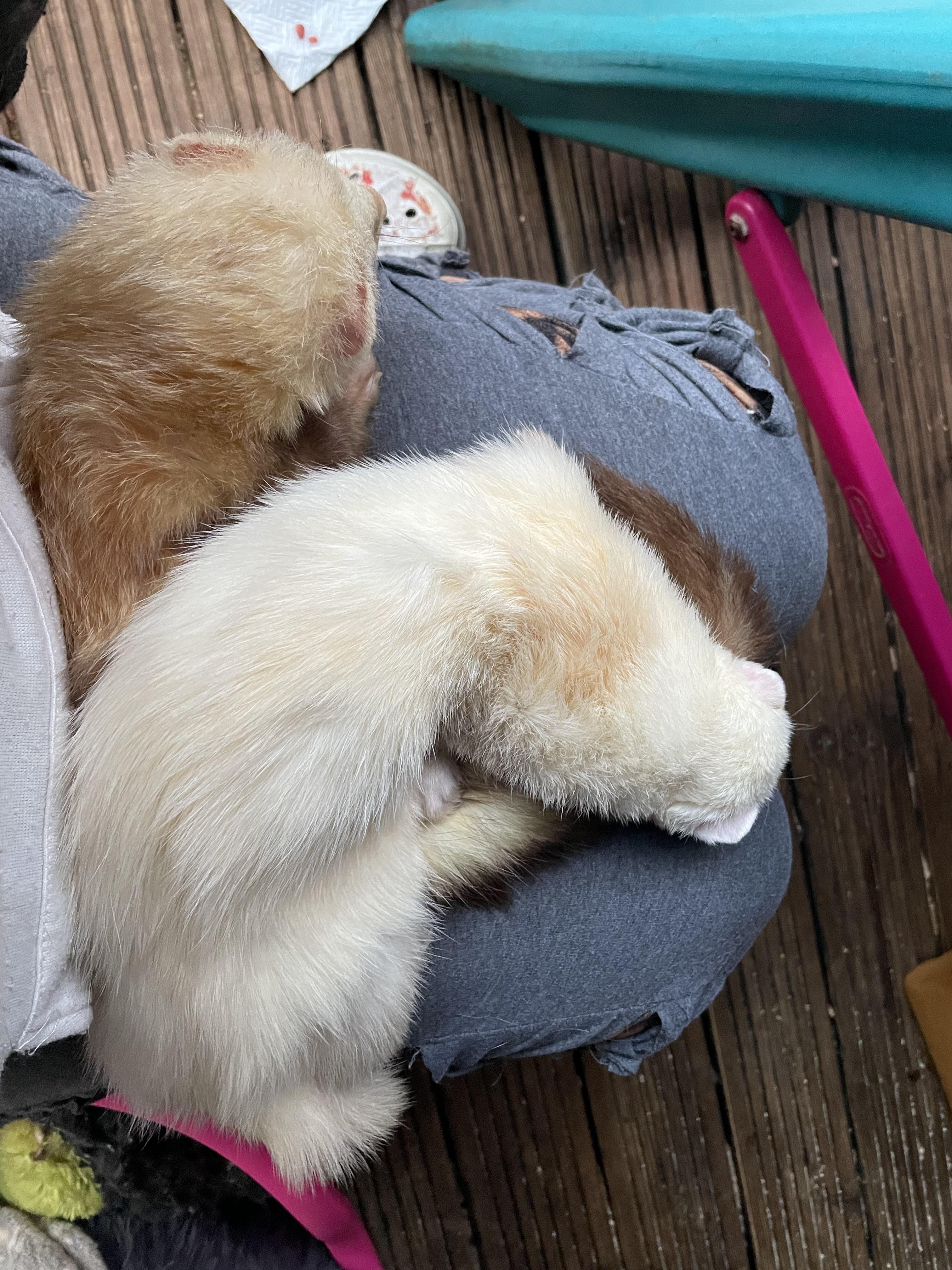 Maverick & Majesty | Scrolller