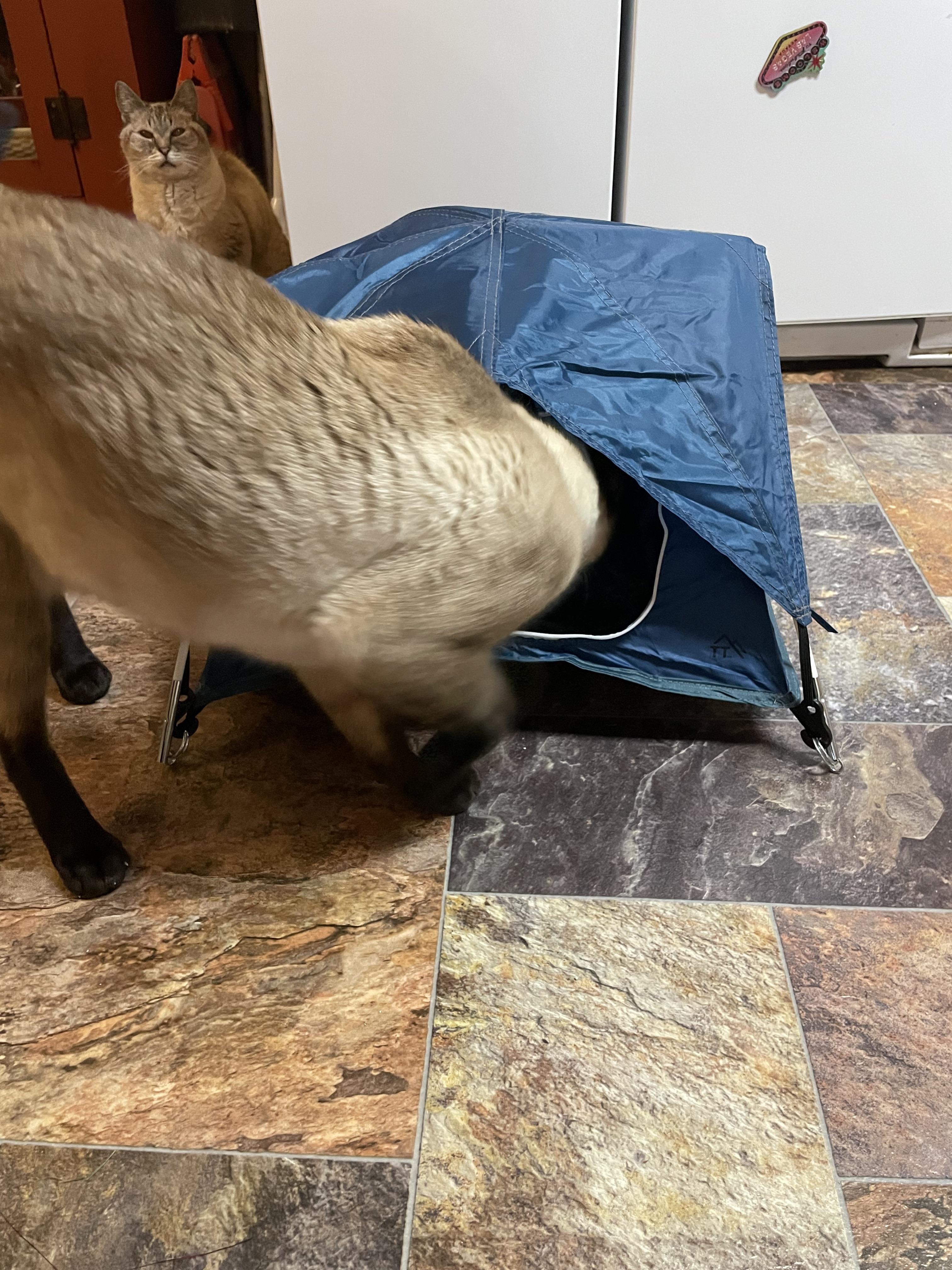 Murphy’s Tiny Tent | Scrolller