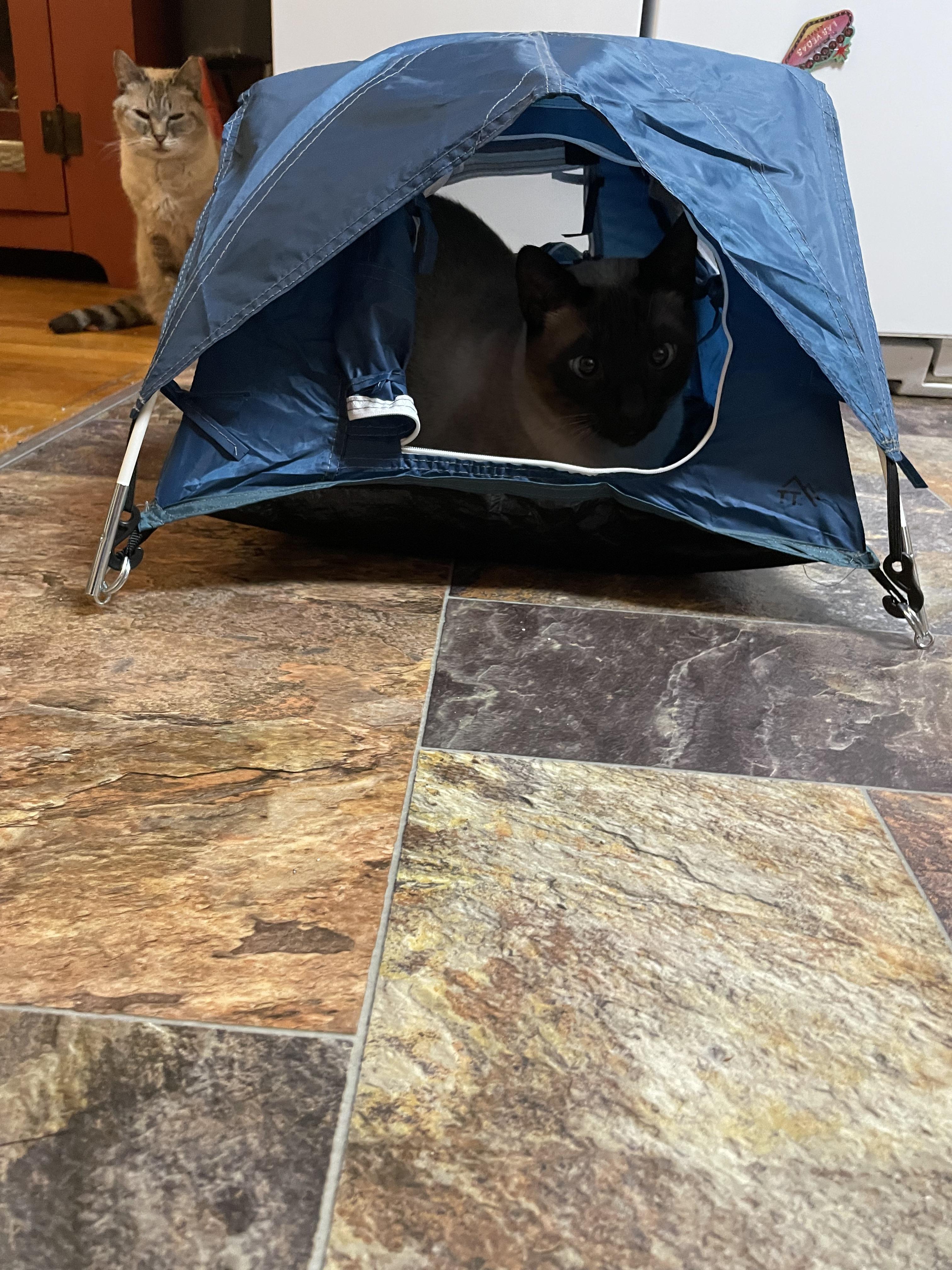 Murphy’s Tiny Tent | Scrolller