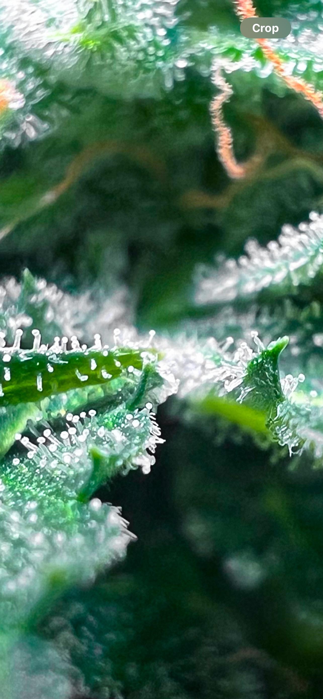 Dear Legends! How far is she from harvest day & Should I start the ICE water flushing? | Scrolller