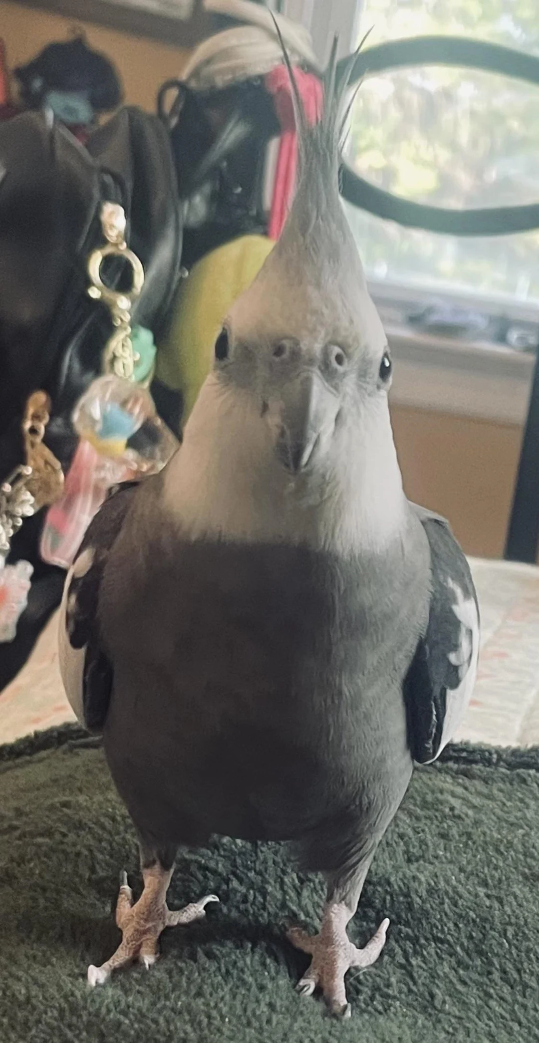 Craig 🧍 | Scrolller