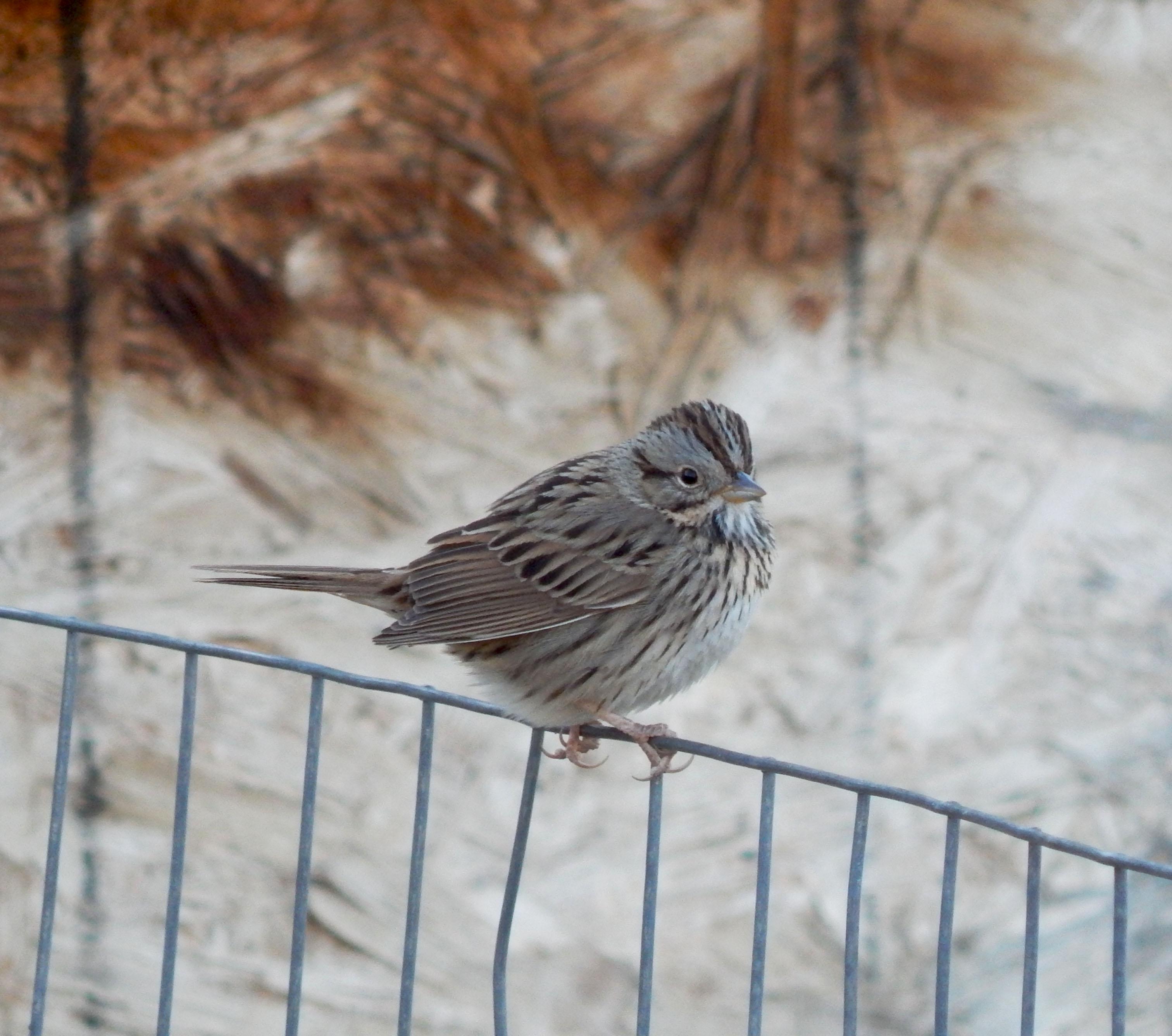 Lincoln's sparrow! | Scrolller