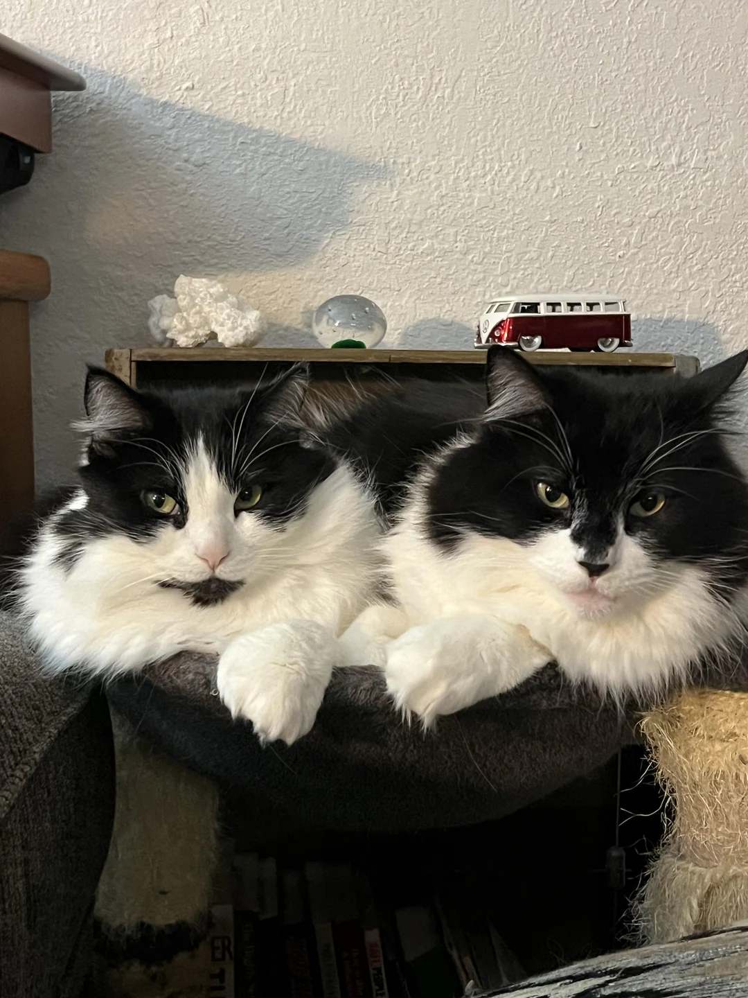 Bonded brothers | Scrolller