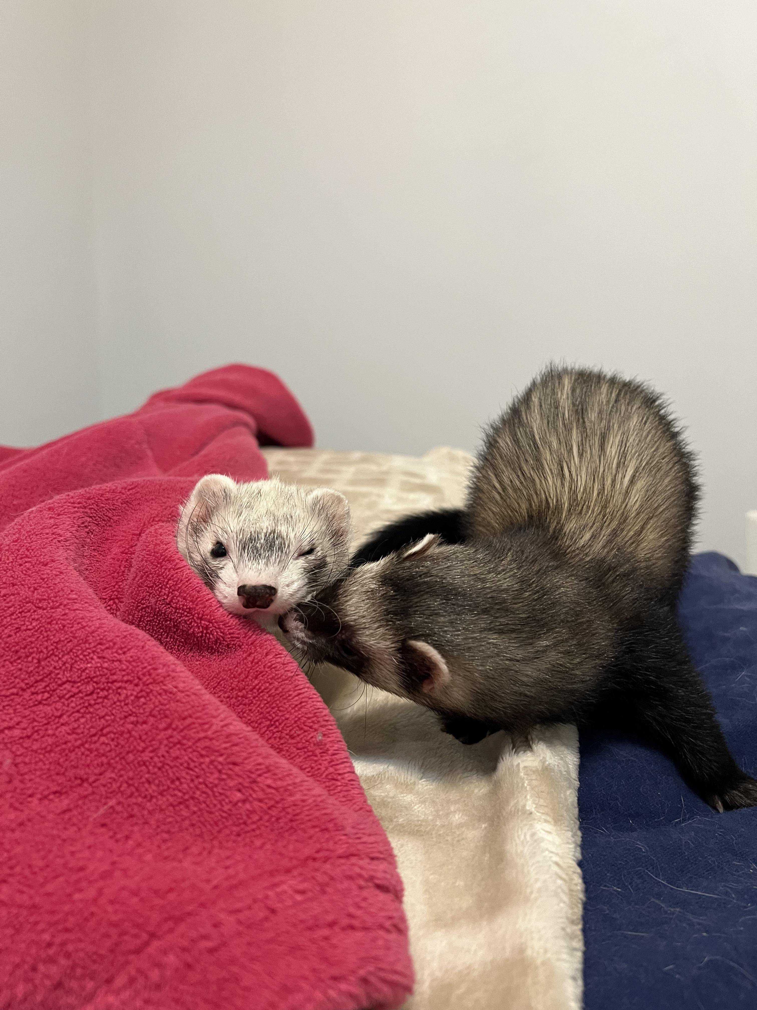 Discover more like Ferrets: Eevee and Jasper 🤍 and Related Content | Scrolller