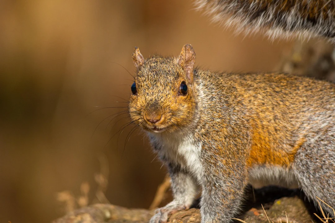 Discover more like Squirrels: Sup? and Related Content | Scrolller