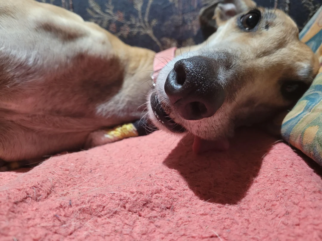 Behold Roxie, the hyperphotogenic Greyhound. (OC) | Scrolller