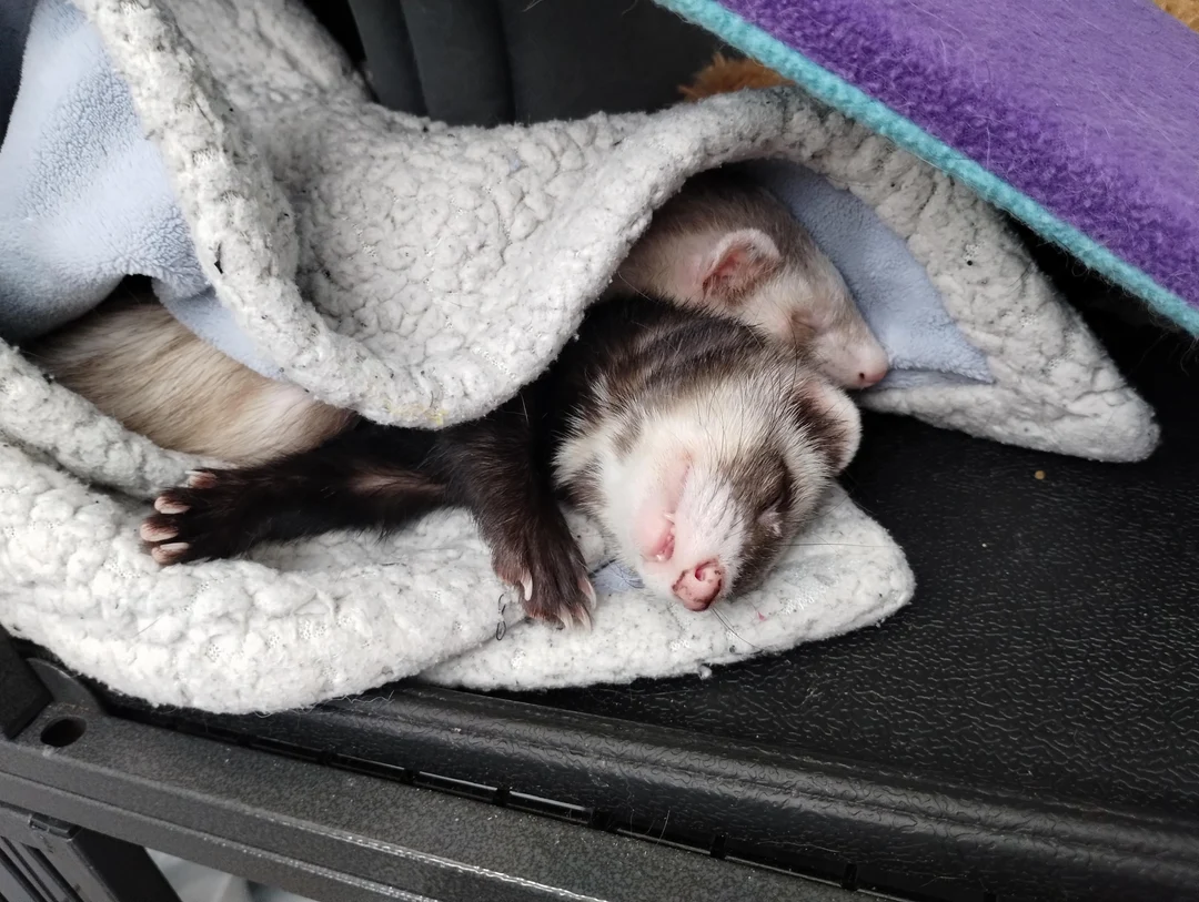 Sleepy Floof Noodles | Scrolller