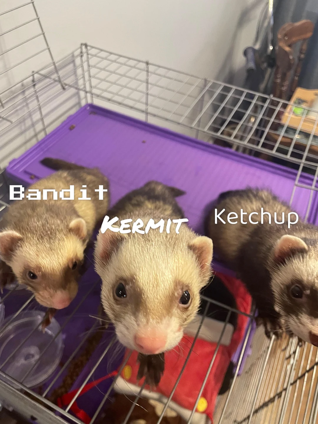 Two new Buddies | Scrolller