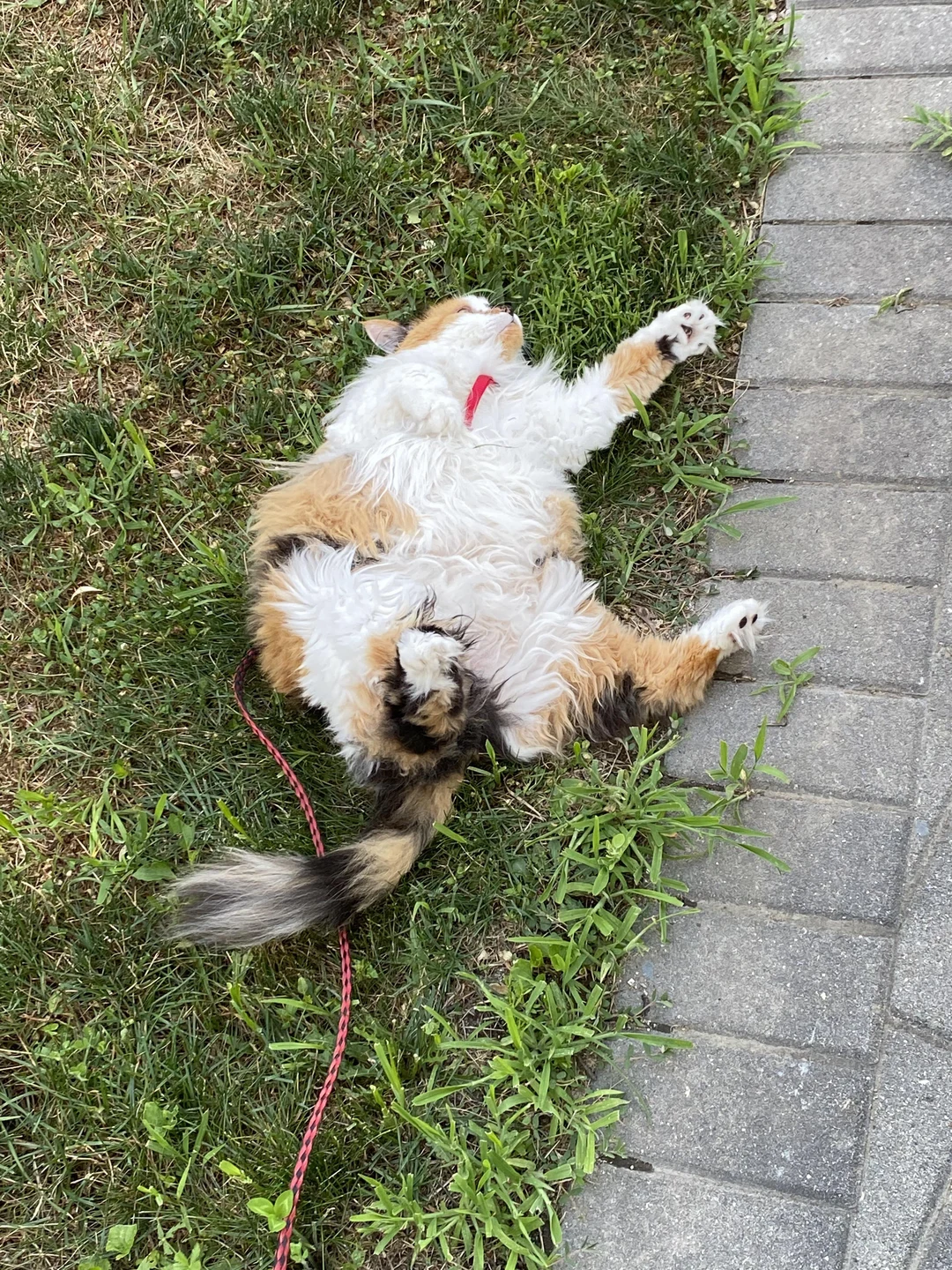 Behold my floofy belly | Scrolller