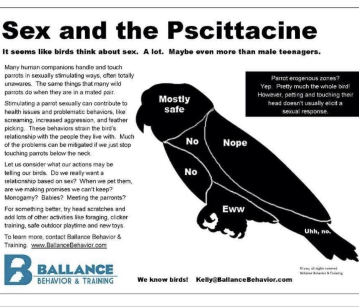 Discover more like Cockatiel: Erogenous zones of Birb and Related Content | Scrolller