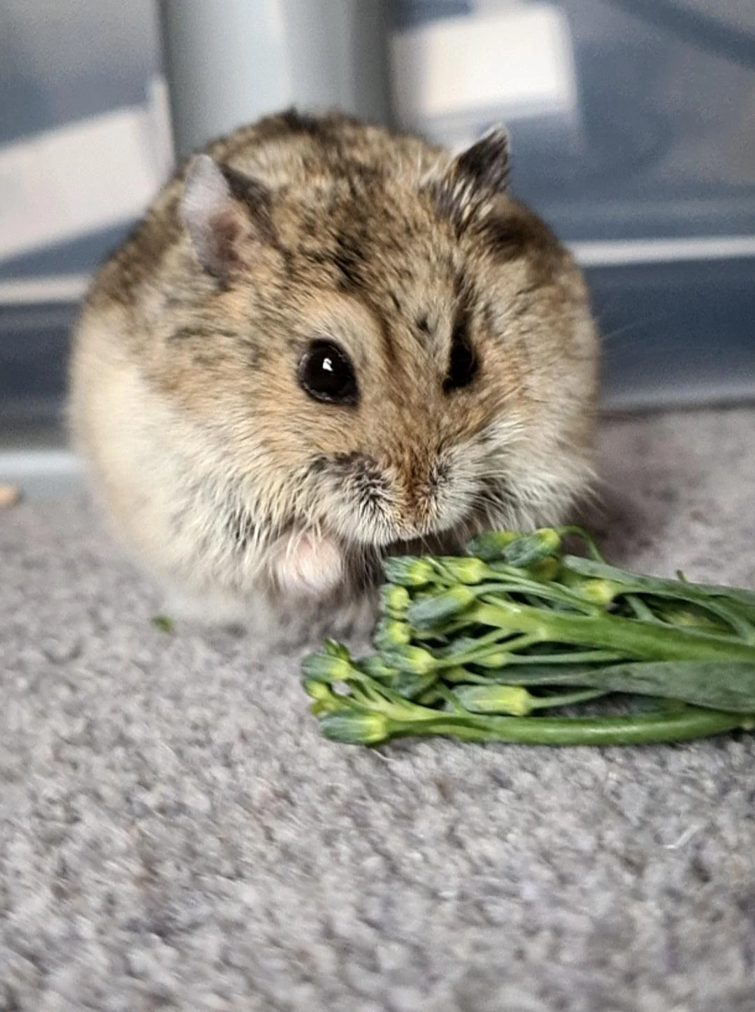 Halloumi's crossed the rainbow bridge | Scrolller