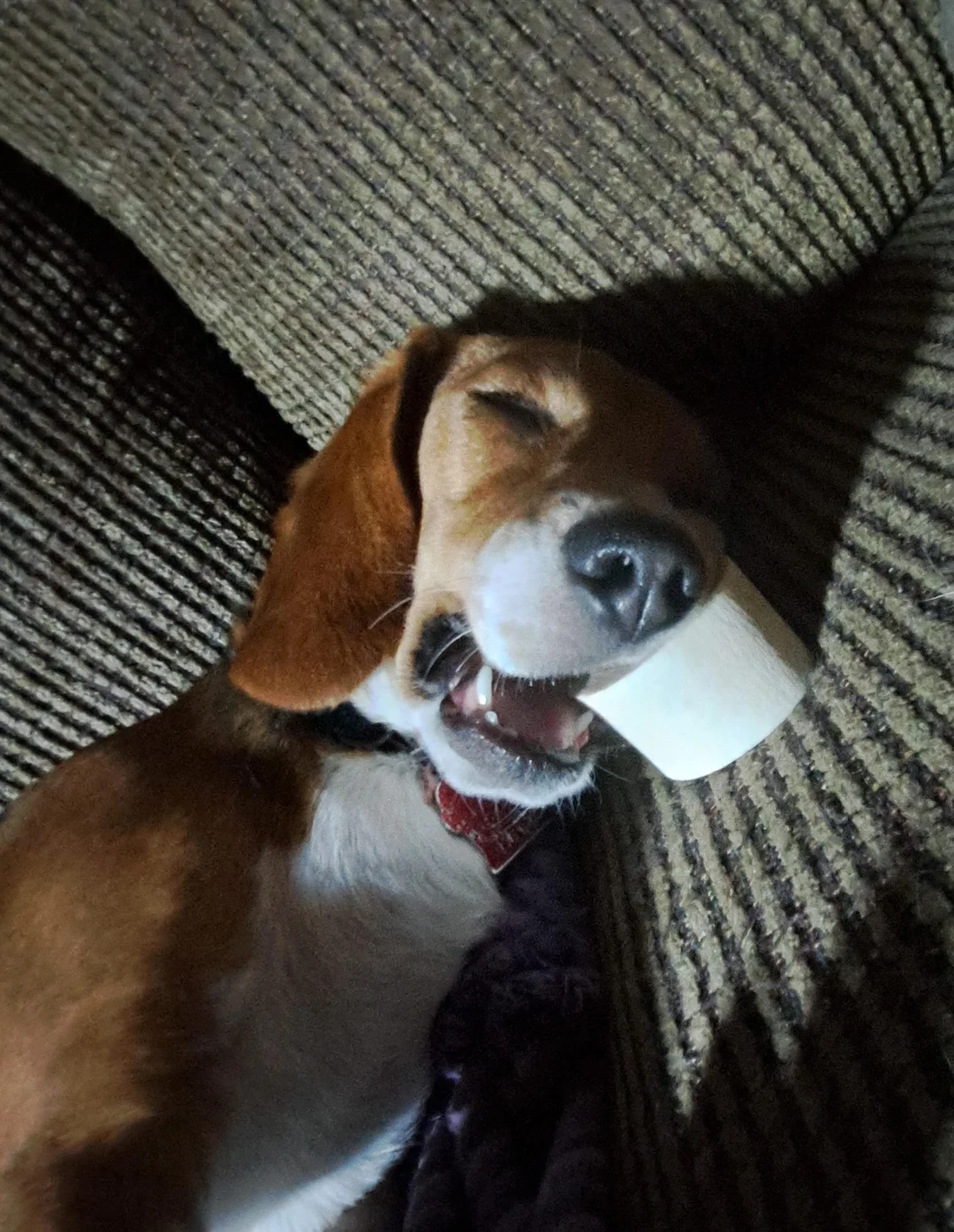 Bone chewing is exhausting. | Scrolller