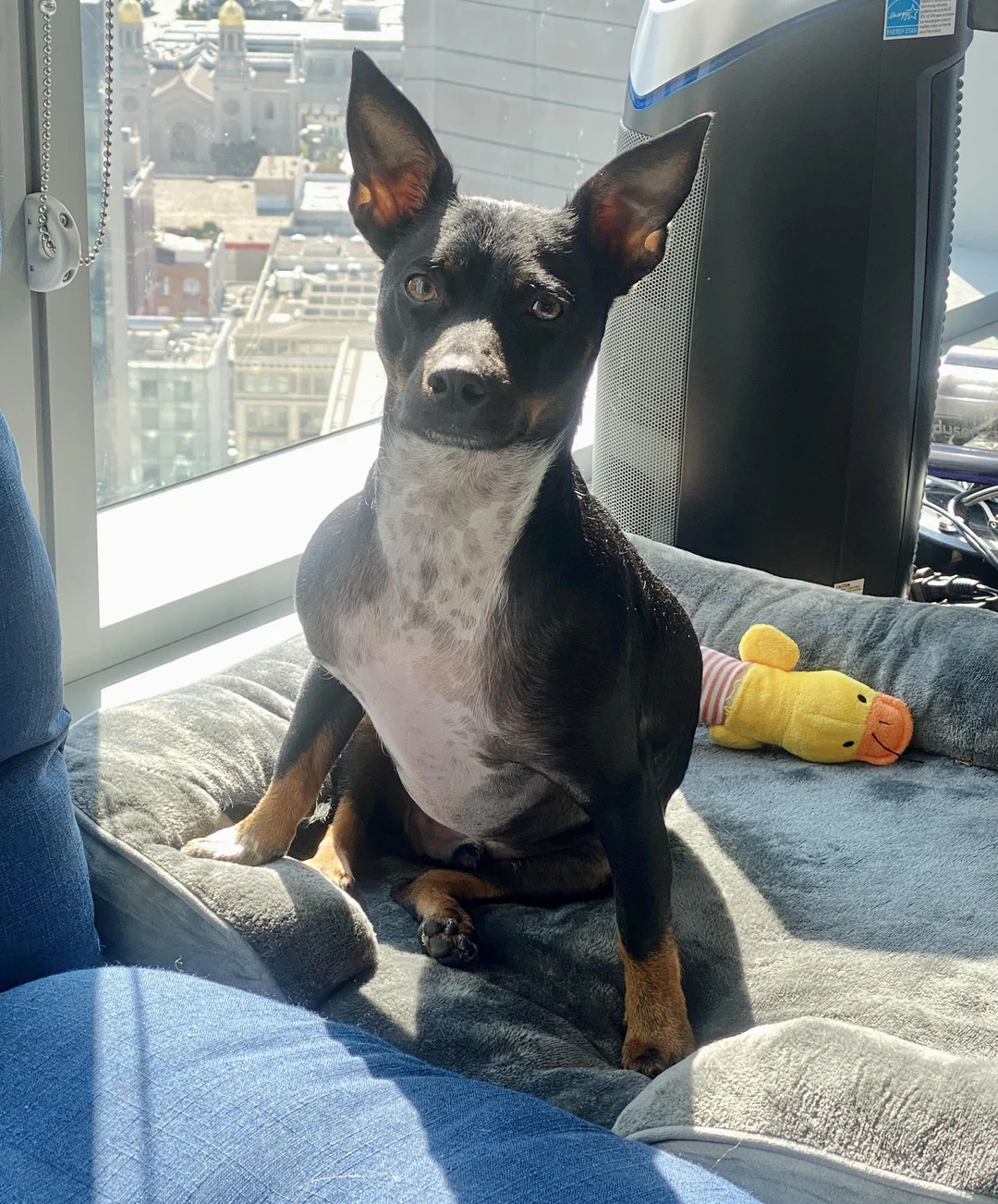 He’s quite sturdy | Scrolller