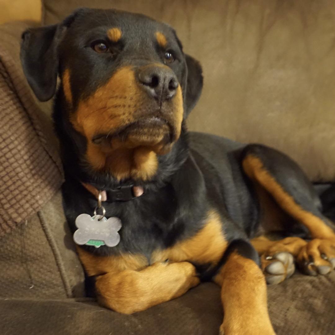 My 6 month old Sheba | Scrolller