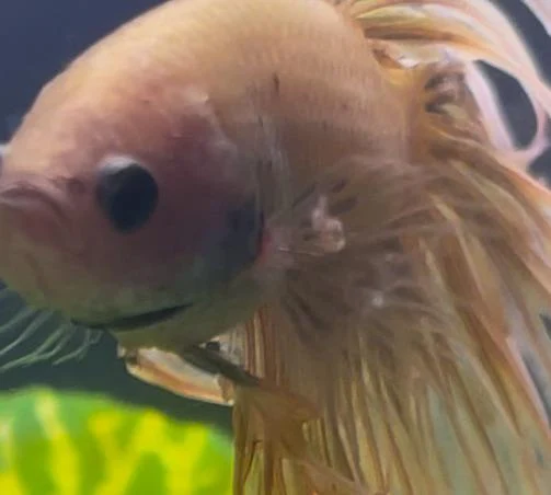 Weird spots | Scrolller