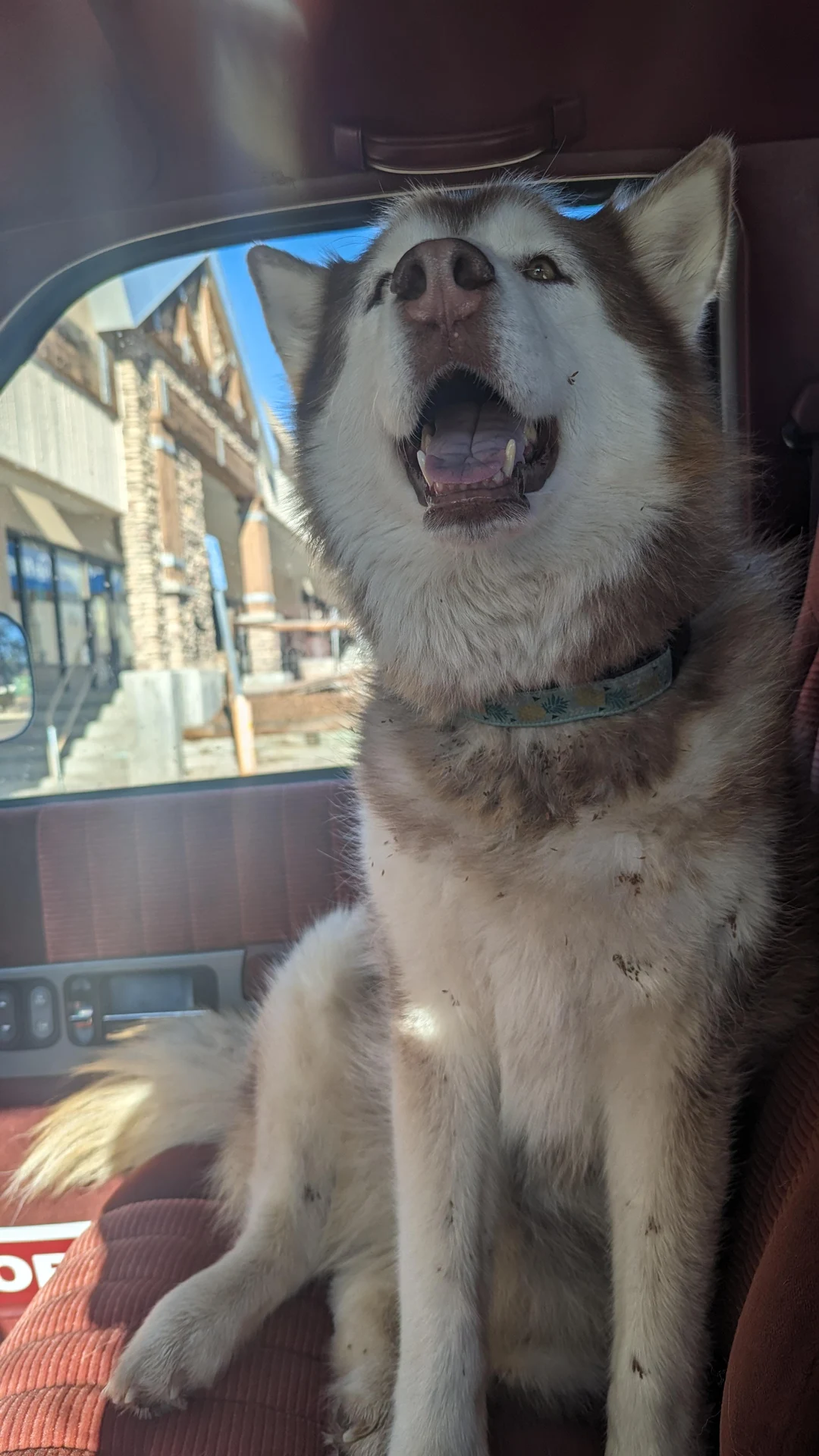 Went and played in the briar patch today | Scrolller