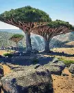 Socotra's Amazing Trees | Scrolller