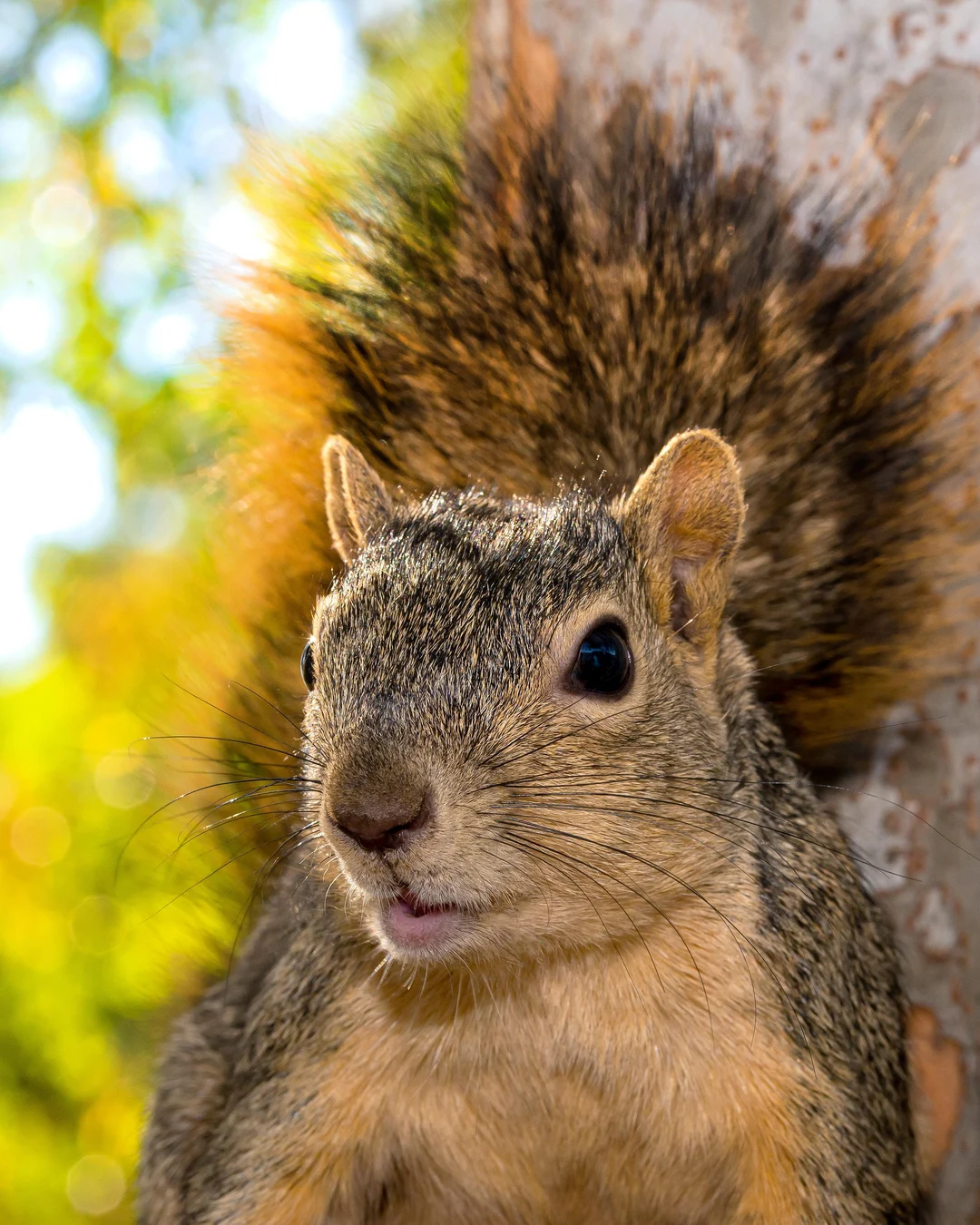 From a better time Squirrel | Scrolller