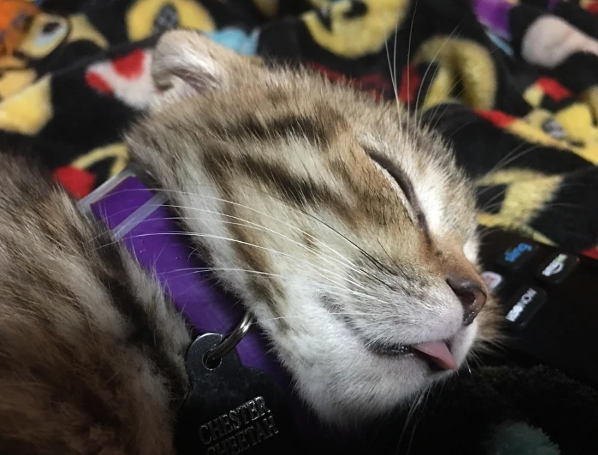 He wants to be a part of the Blep club. | Scrolller
