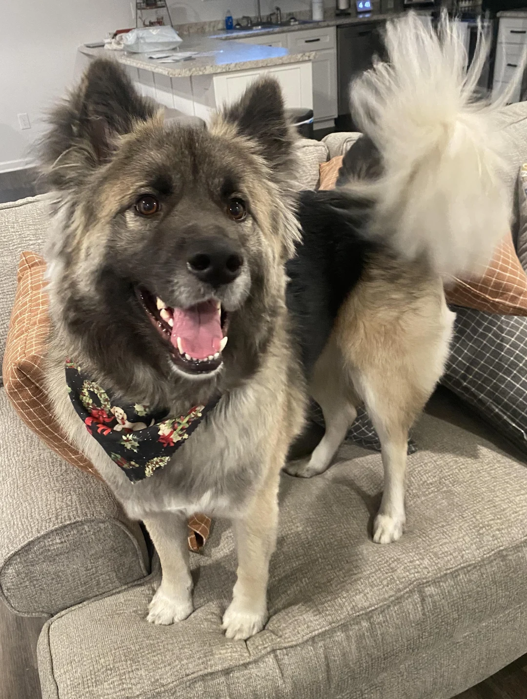 Diesel’s first groom! | Scrolller