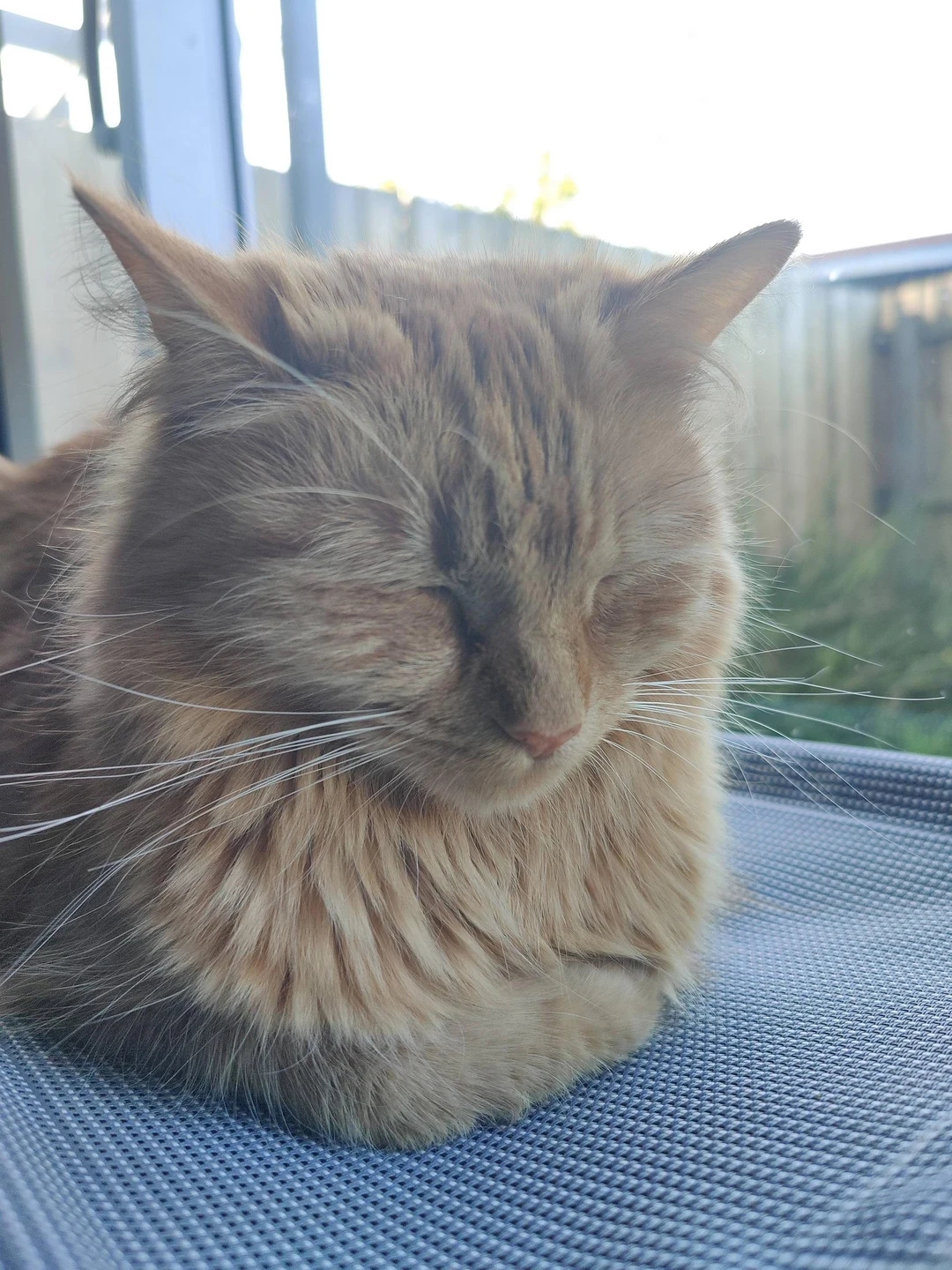Orange loaf boi | Scrolller