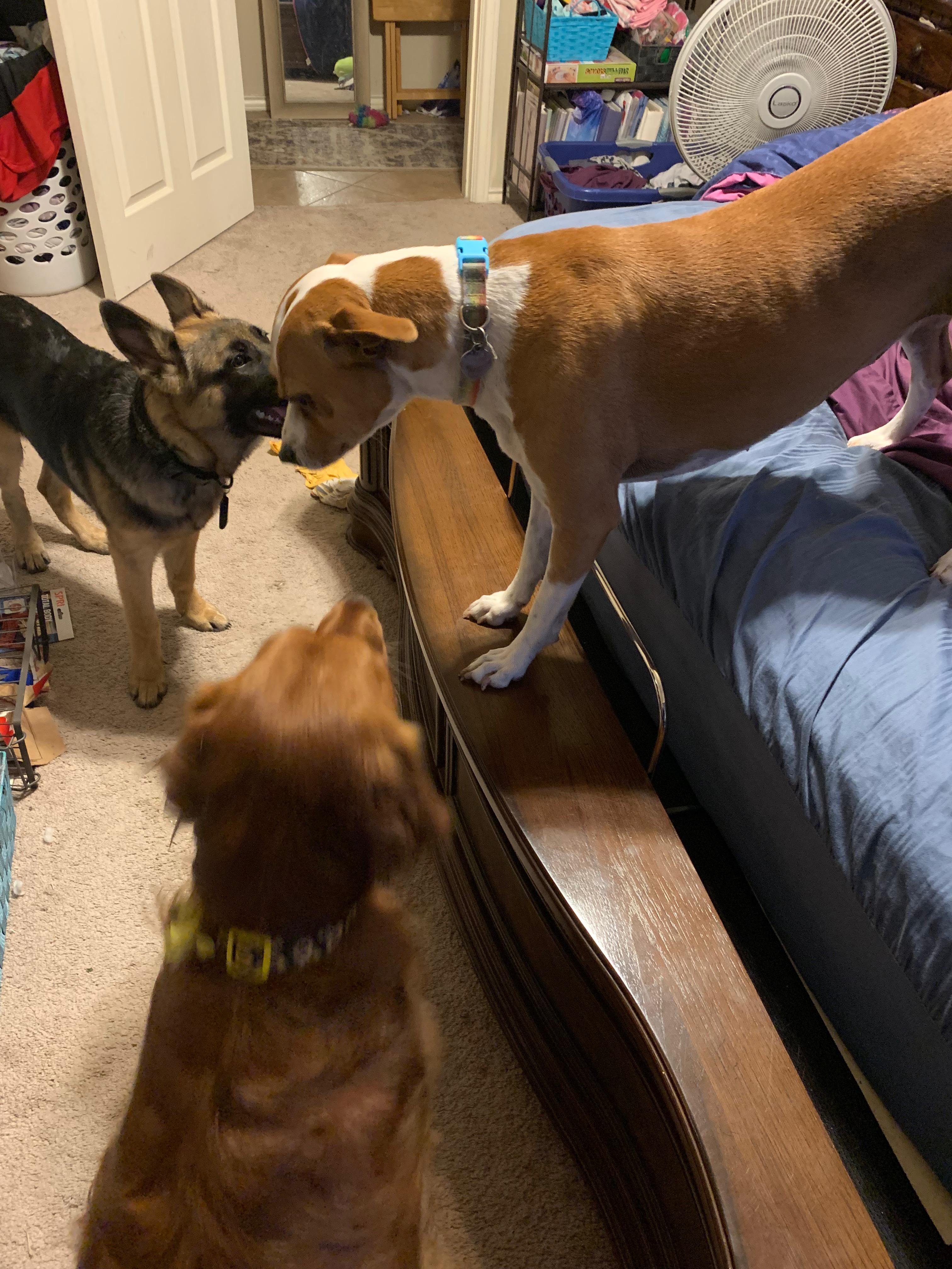 Best Buds (clockwise from the gsd) Kaiser, Lily & Dutchess | Scrolller