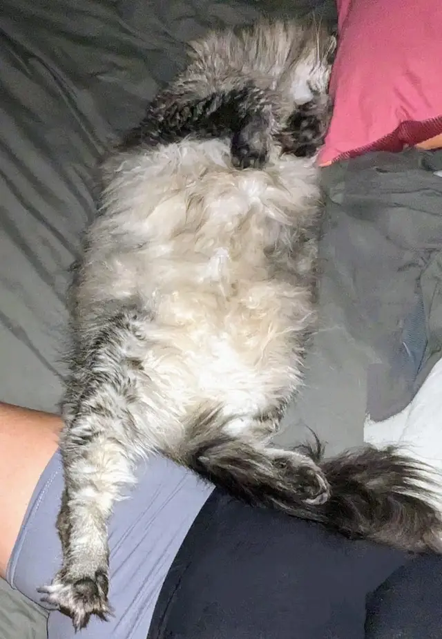 Artimus stretching out getting comfortable | Scrolller