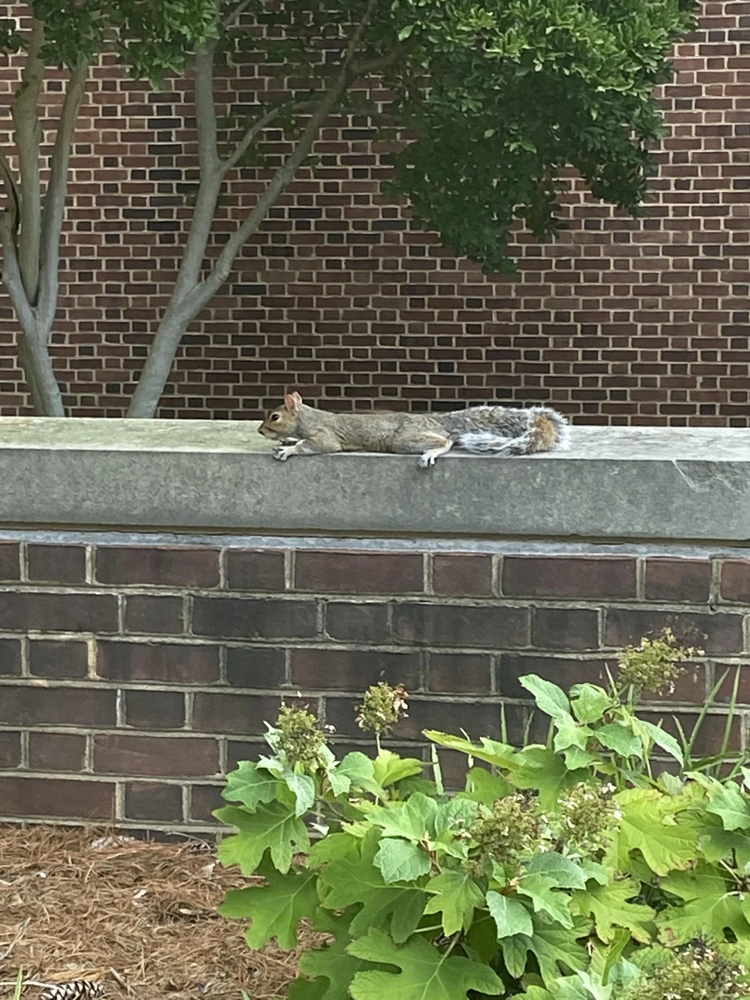 Flat Stanley | Scrolller