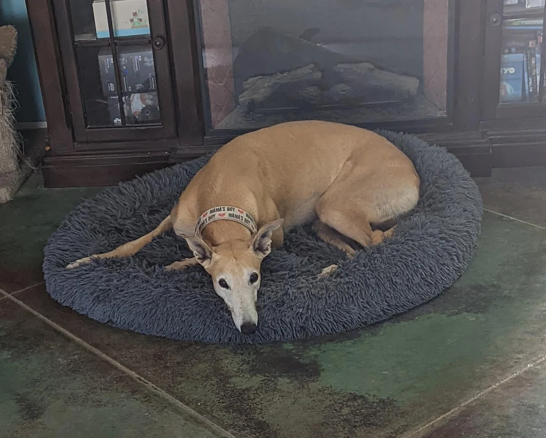 Obi Wan putting on his best ears! | Scrolller