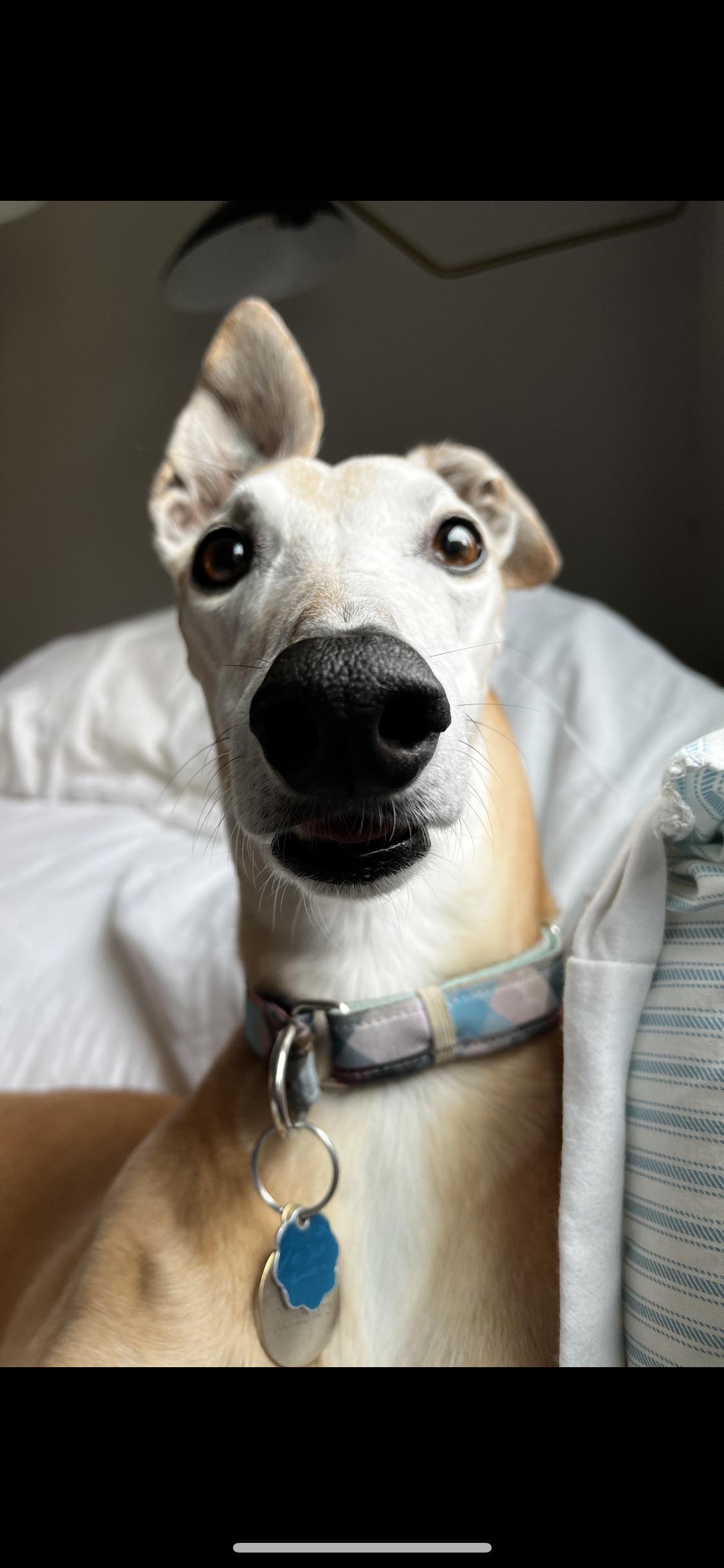 Long snoot | Scrolller