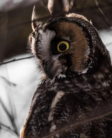 behold the elegance of the long-eared owl | Scrolller