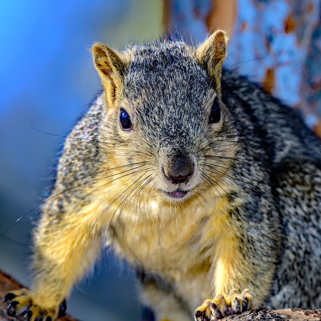 Little Bear | Scrolller