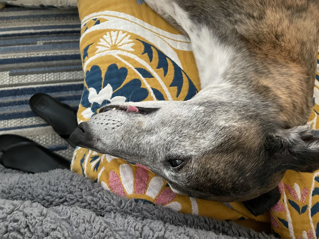 Discover more like Greyhounds: Tiny blep and Related Content | Scrolller