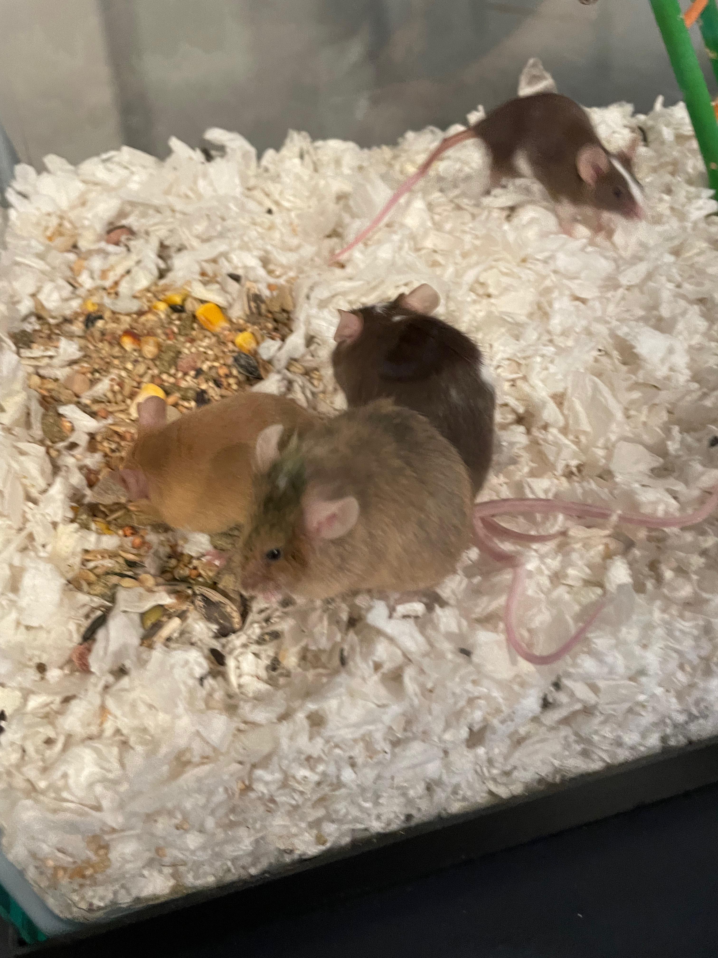 group noms | Scrolller