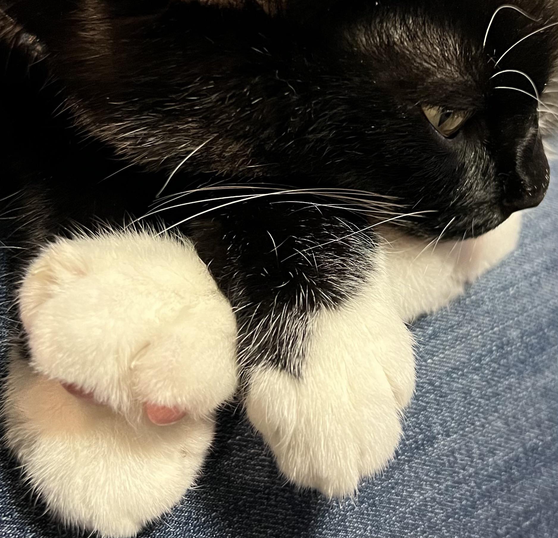 Puddin’ Paws | Scrolller